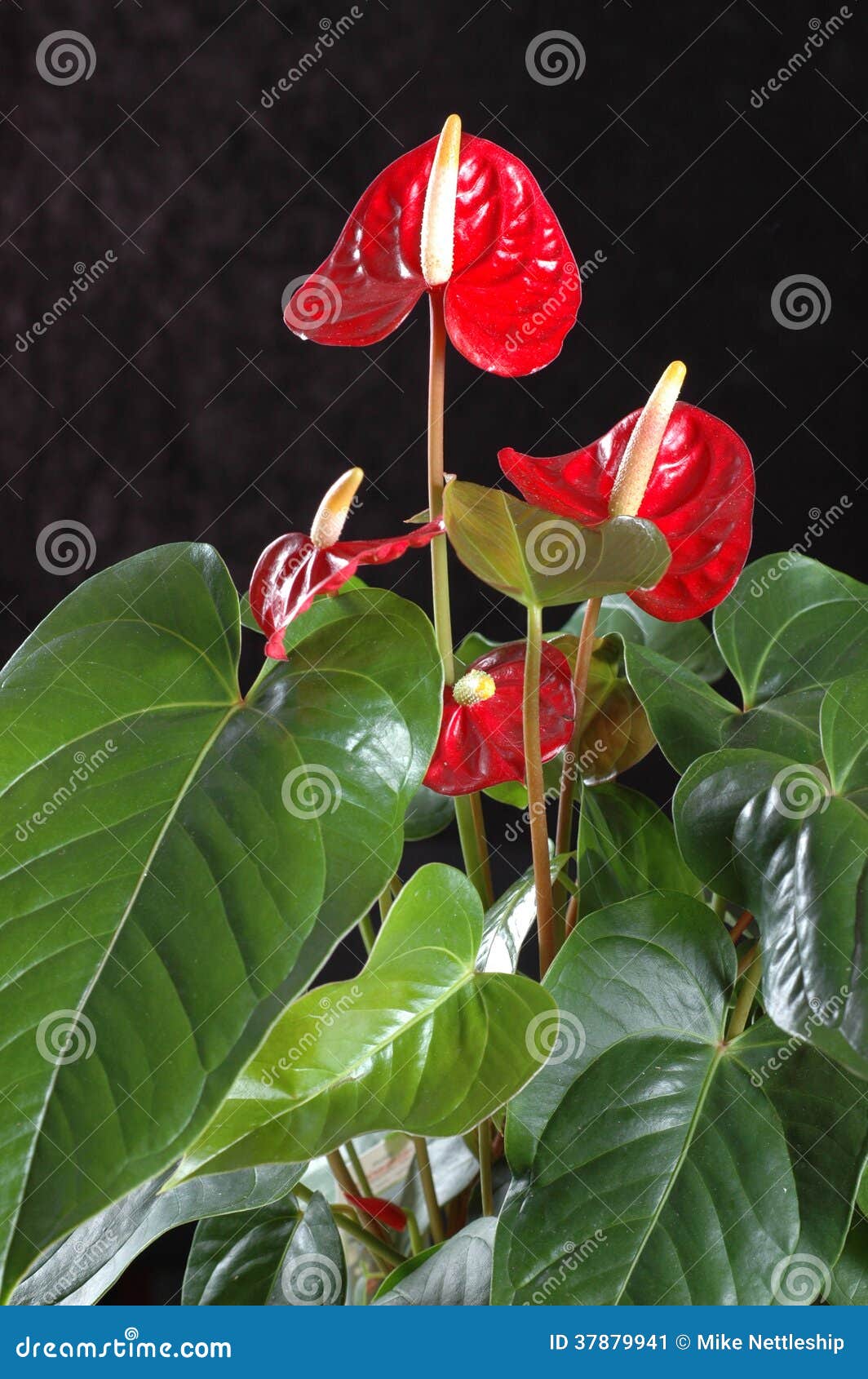 Anthurium andreanum stock image. Image of leaves, bright - 37879941