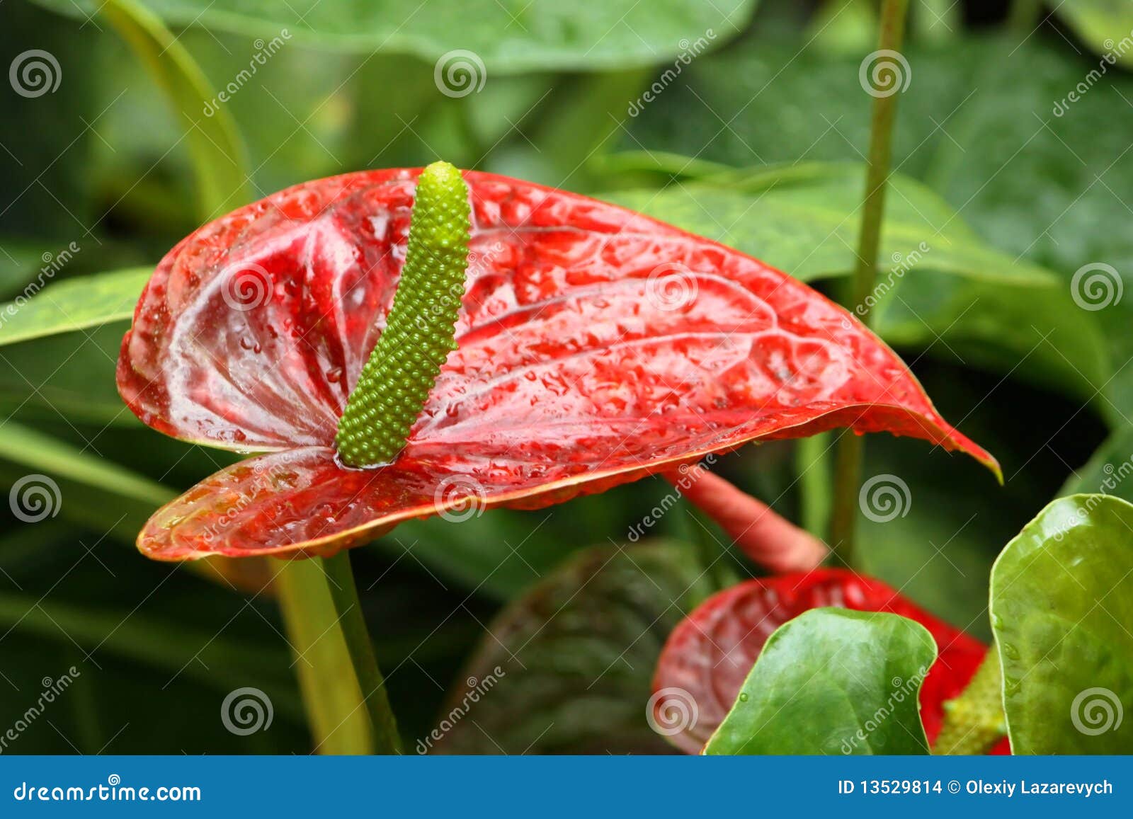 Anthurium Andreanum at the Botanical Garden Stock Photo - Image of ...