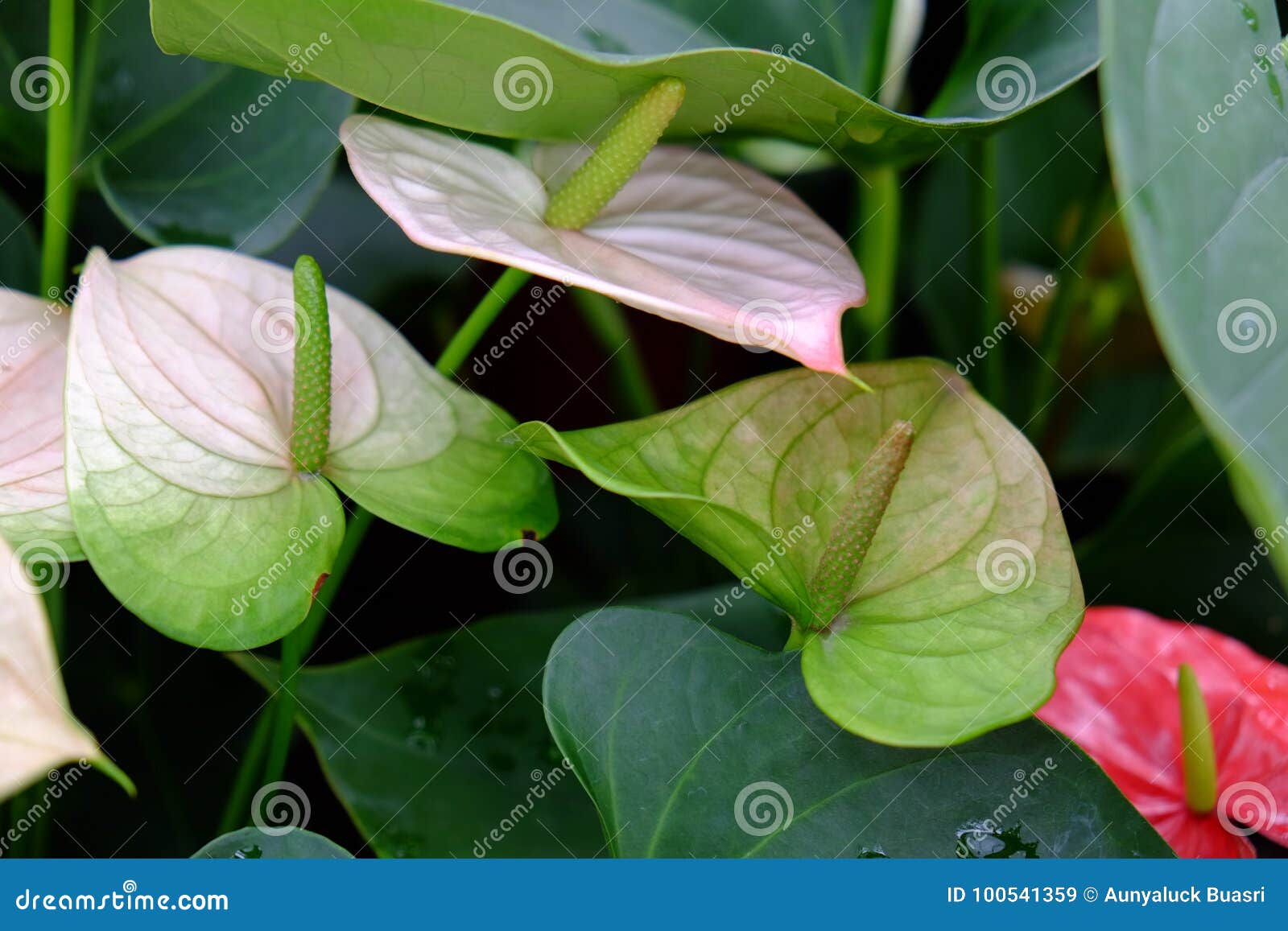 Anthurium stock image. Image of leaf, spathe, inflorescence - 100541359