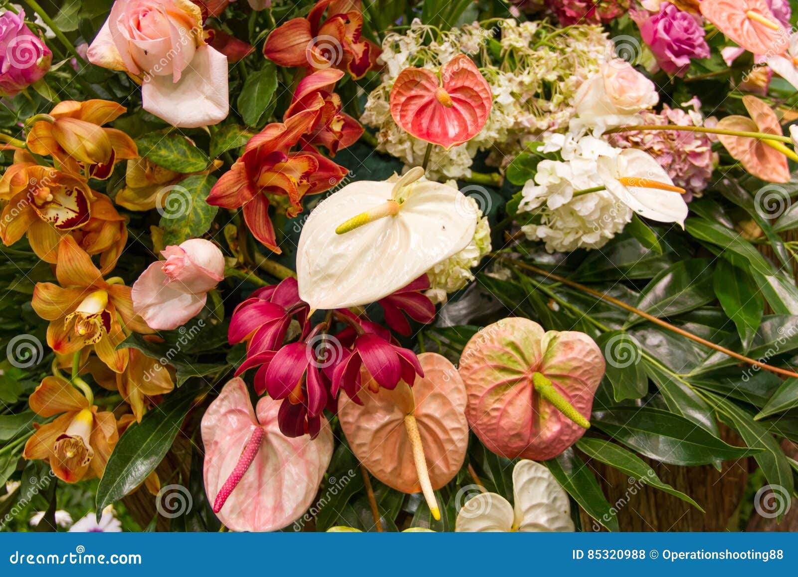Anthurium Bouquet stock photo. Image of garden, bunch - 85320988