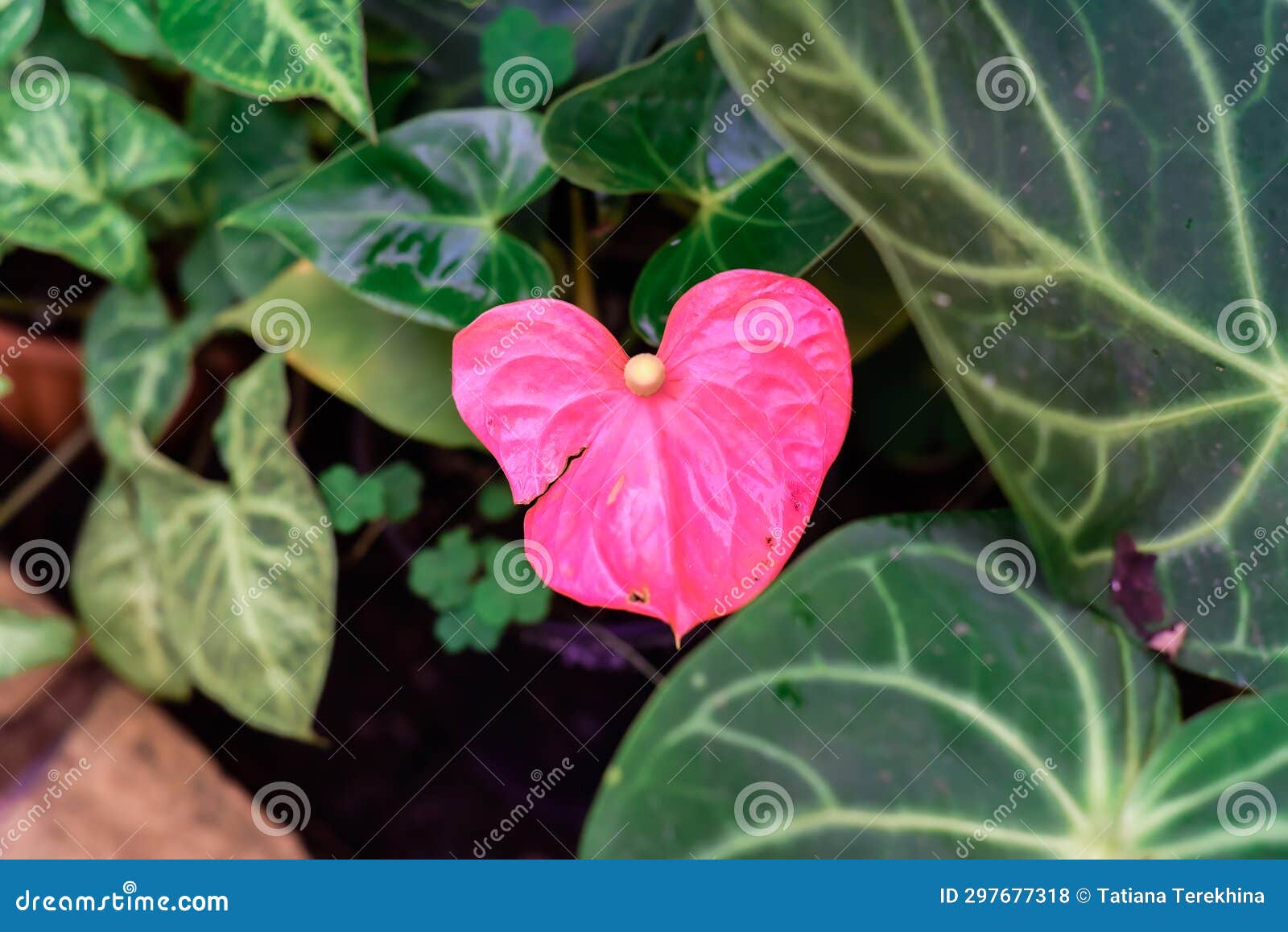 Anthurium Cavalli or Andre Flower Close Up Stock Photo - Image of pink ...