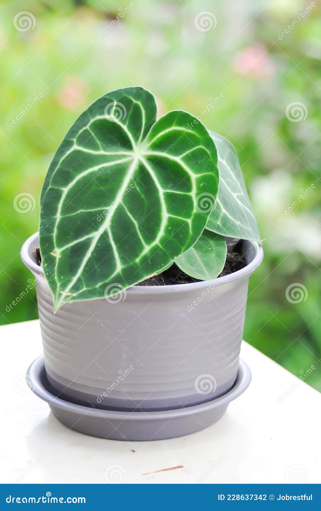 Anthurium Clarinervium, Anthurium Crystallinum or Anthurium Hybrid ...