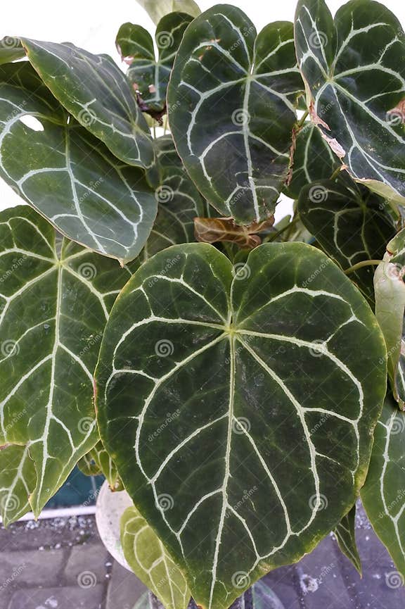 Anthurium or Elephant Ear Plants in Pots Stock Image - Image of pots ...