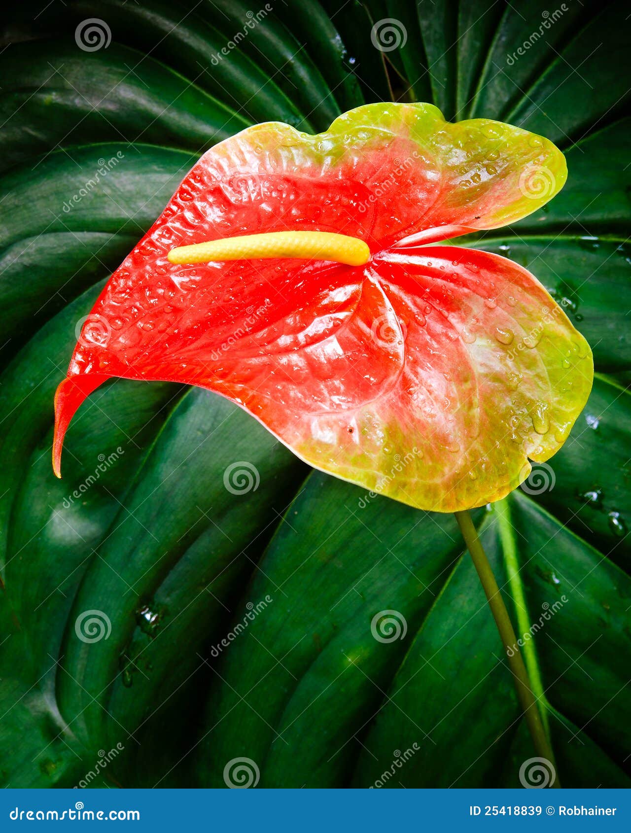 Anthurium flower stock image. Image of leaf, large, flower - 25418839