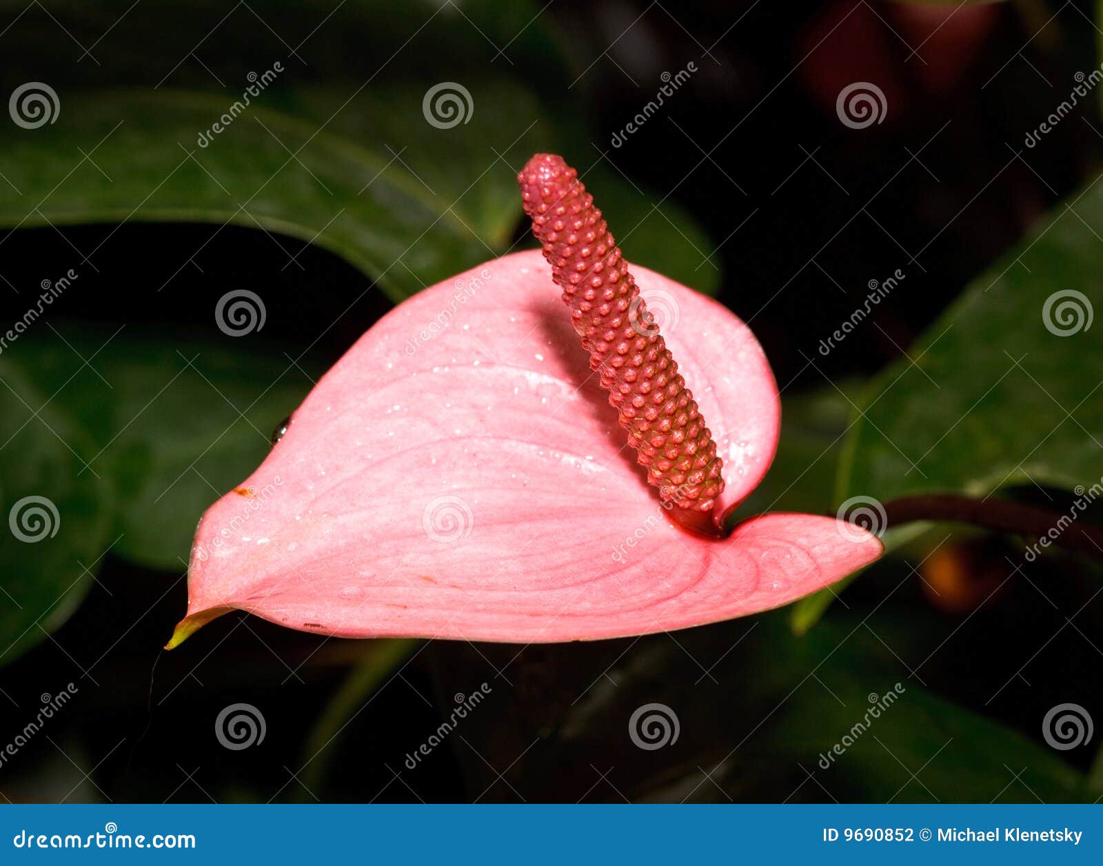Anthurium Flower stock photo. Image of anthurium, garden - 9690852