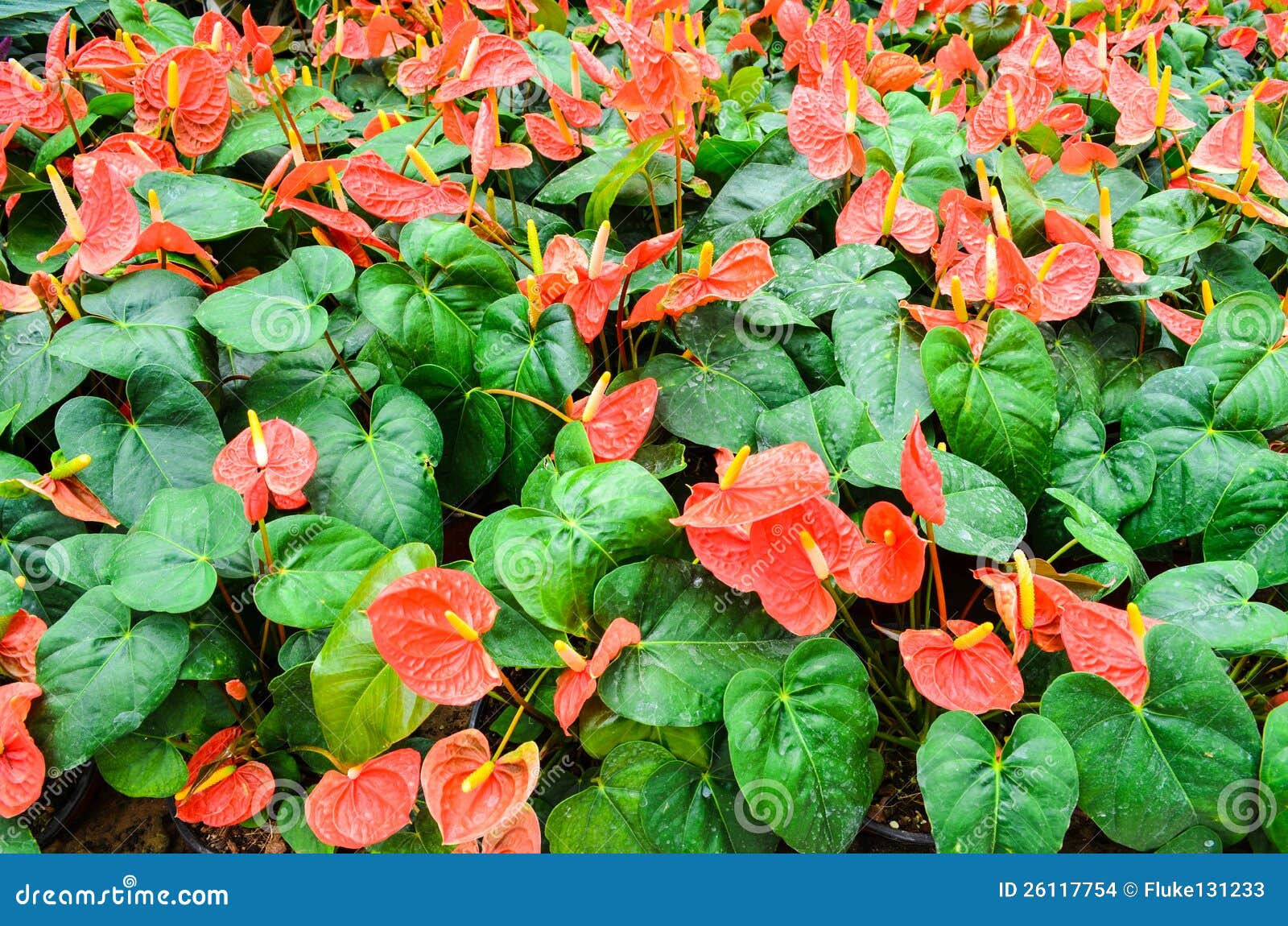 Anthurium flower color stock photo. Image of herb, contrasts - 26117754