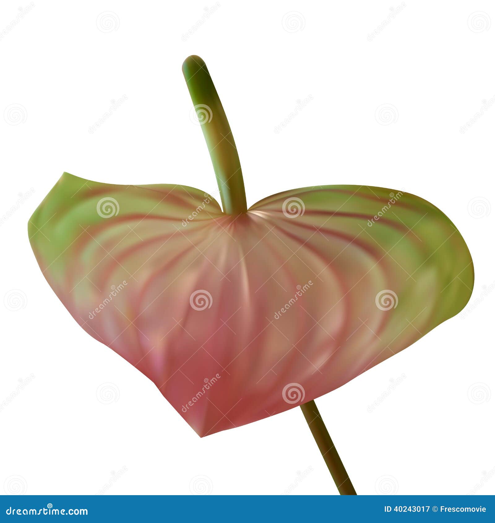 Anthurium flower. stock vector. Illustration of floristry - 40243017