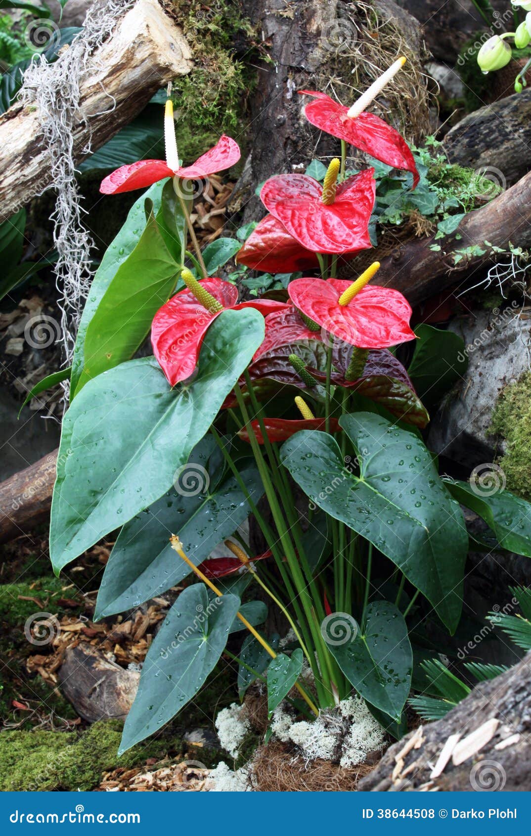 Flamingo flower stock photo. Image of houseplants, tailflower - 38644508