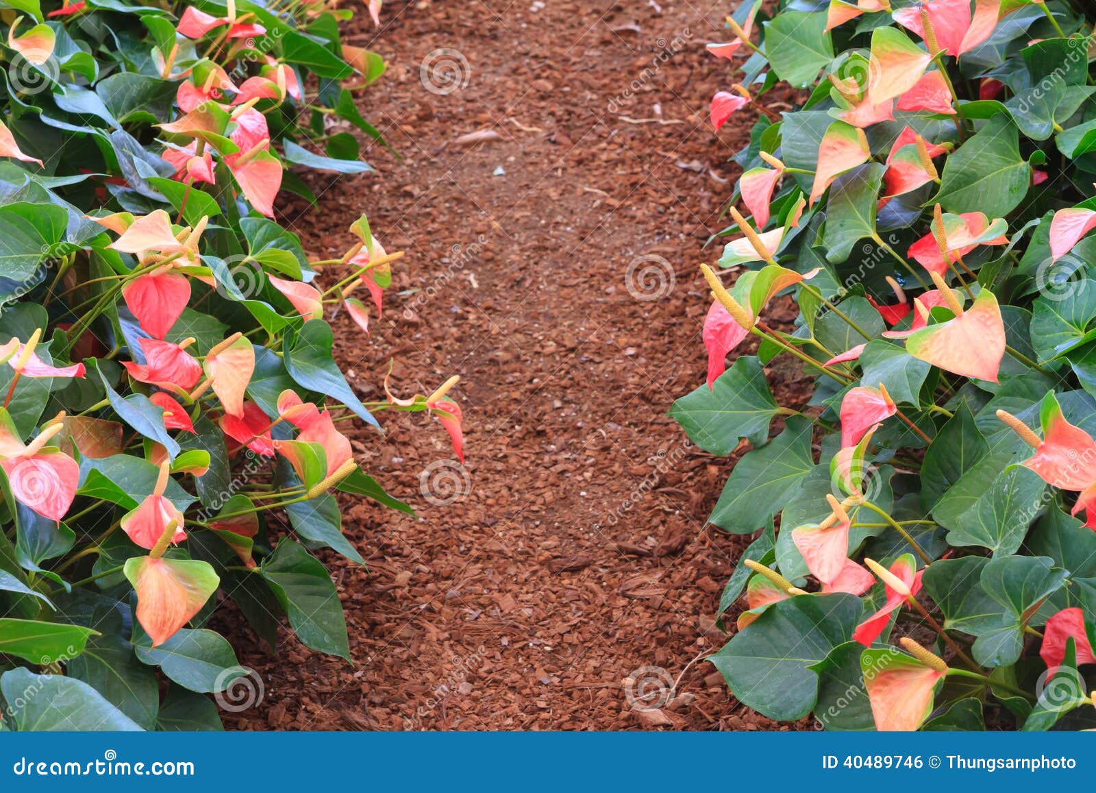 Anthurium garden stock photo. Image of houseplant, elegant - 40489746
