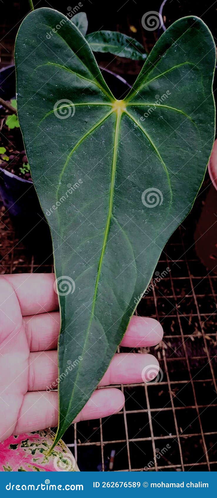 Anthurium hybrid stock image. Image of flower, hybrid - 262676589