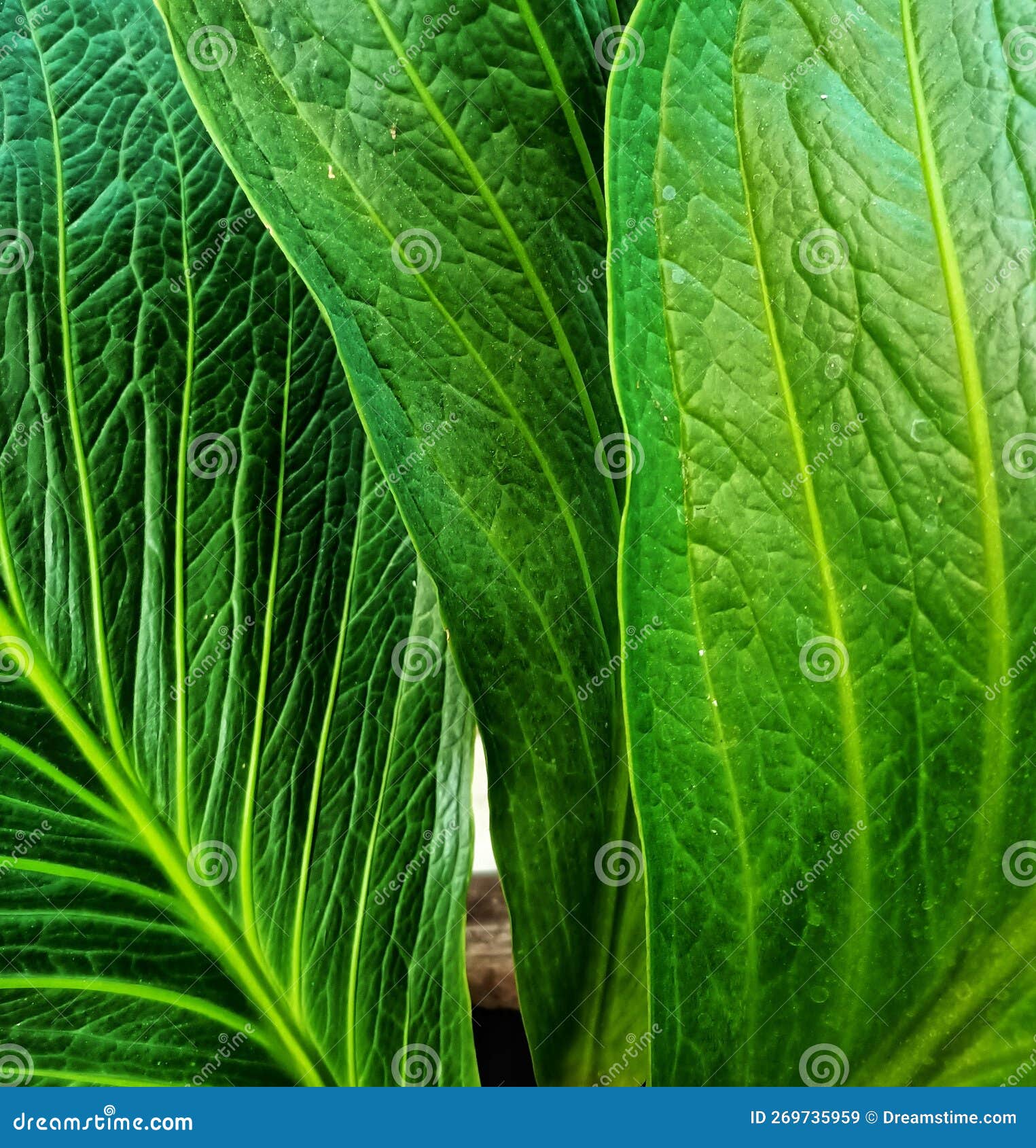 Anthurium Jemani Cobra Leaf Texture Stock Image - Image of jungle, tree ...