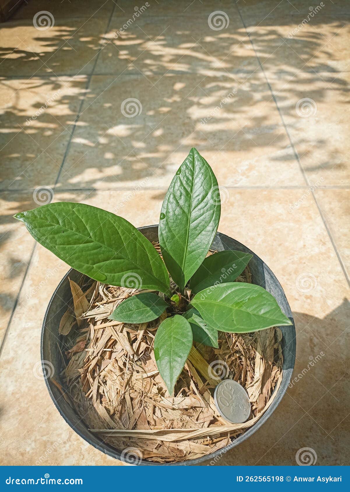Anthurium Jemani Horn Plant Stock Photo - Image of shrub, green: 262565198