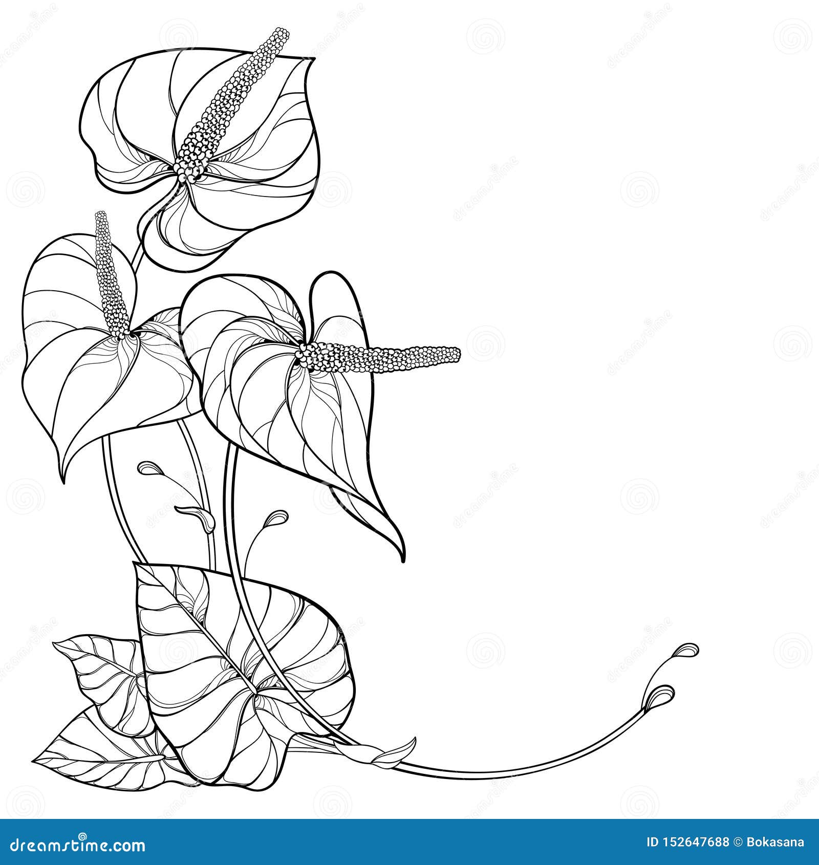 Red Anthurium On An Isolated White Background. Botanical Illustration ...