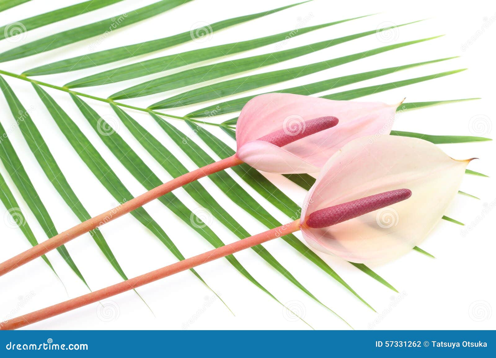 Anthurium on a leaf stock photo. Image of studio, pink - 57331262