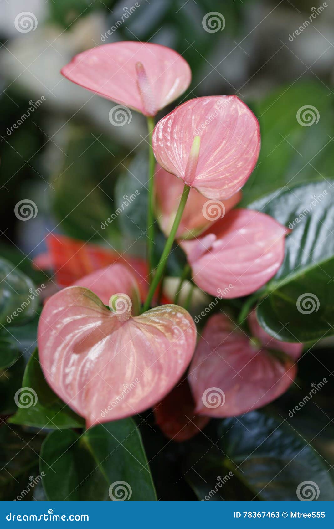 Anthurium stock image. Image of plant, flower, famous - 78367463