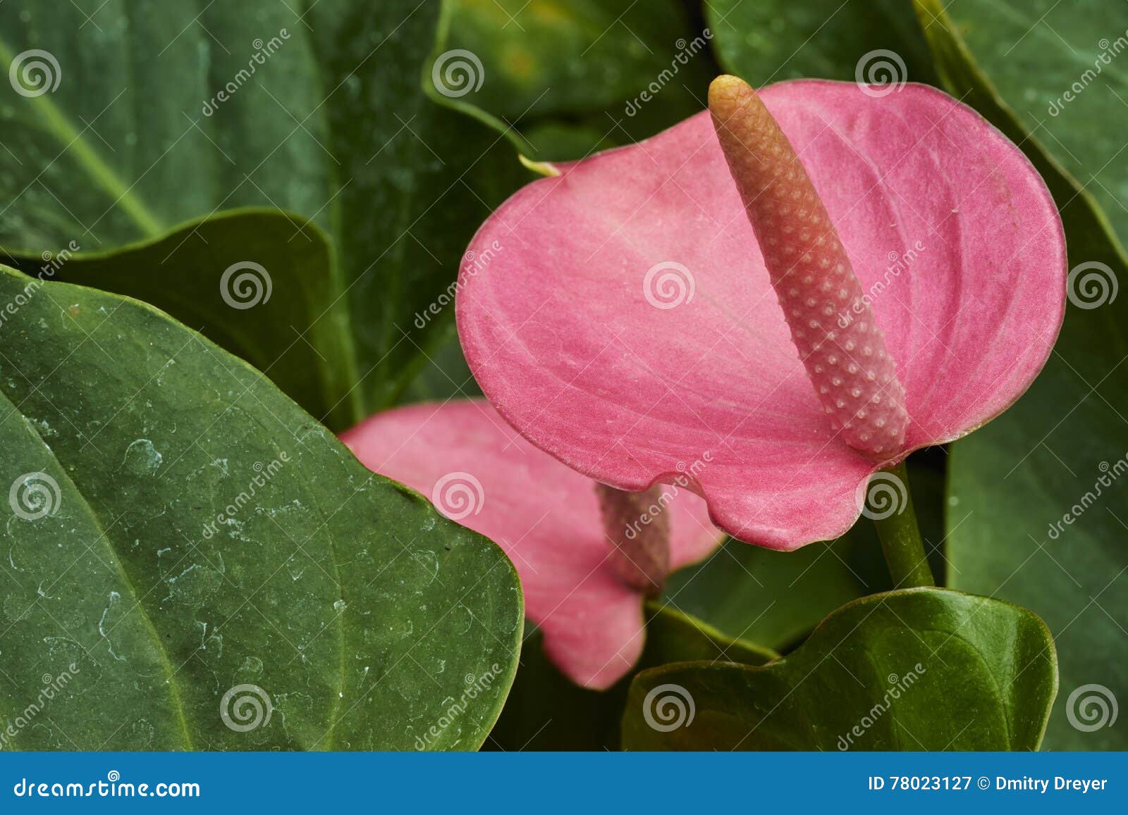 Anthurium pink stock image. Image of leaf, natural, garden - 78023127