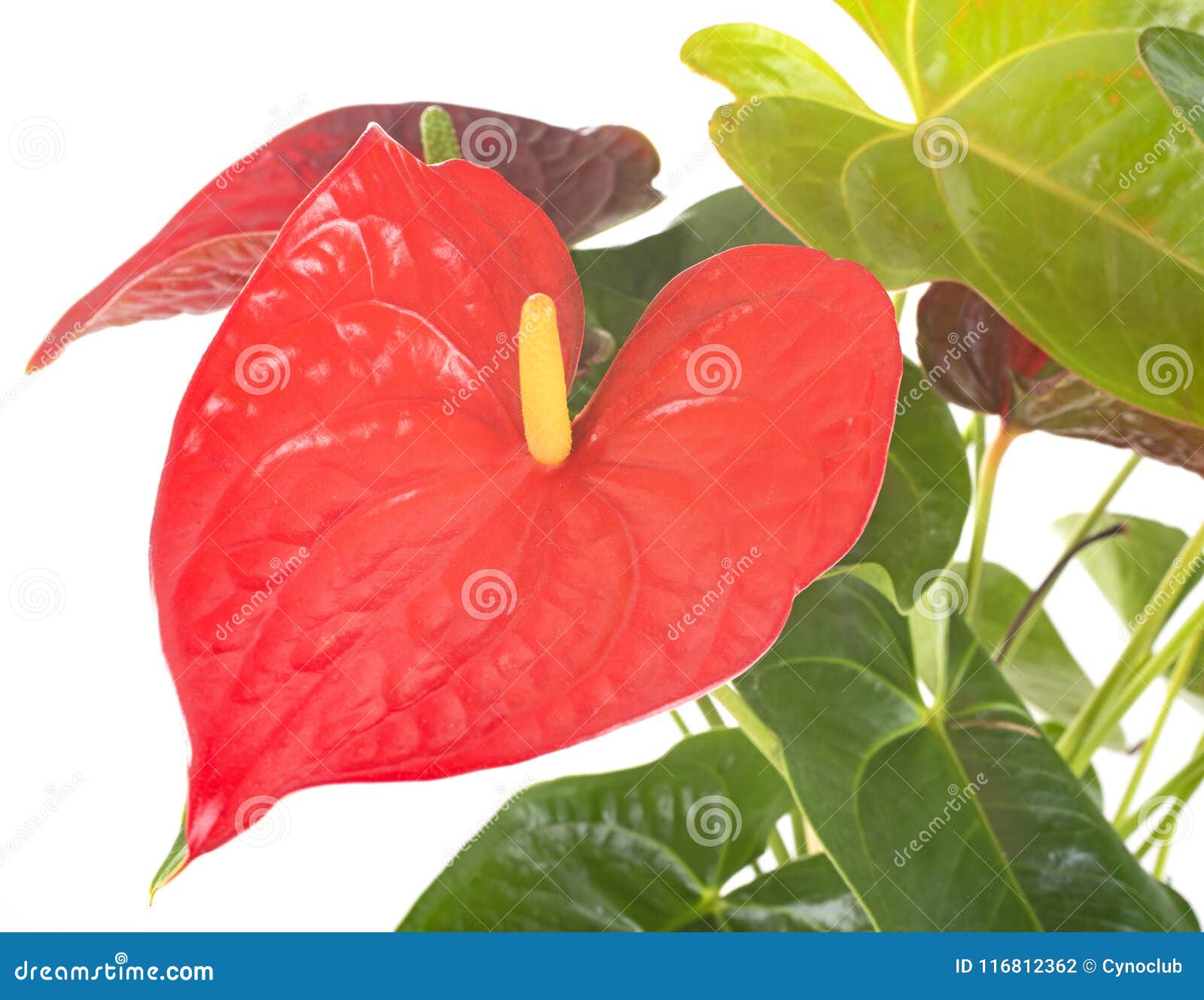 Anthurium in studio stock photo. Image of anthurium - 116812362