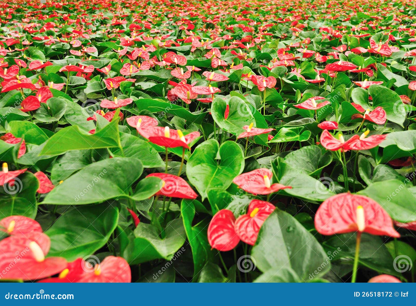 Anthurium plants stock photo. Image of greenhouse, field - 26518172