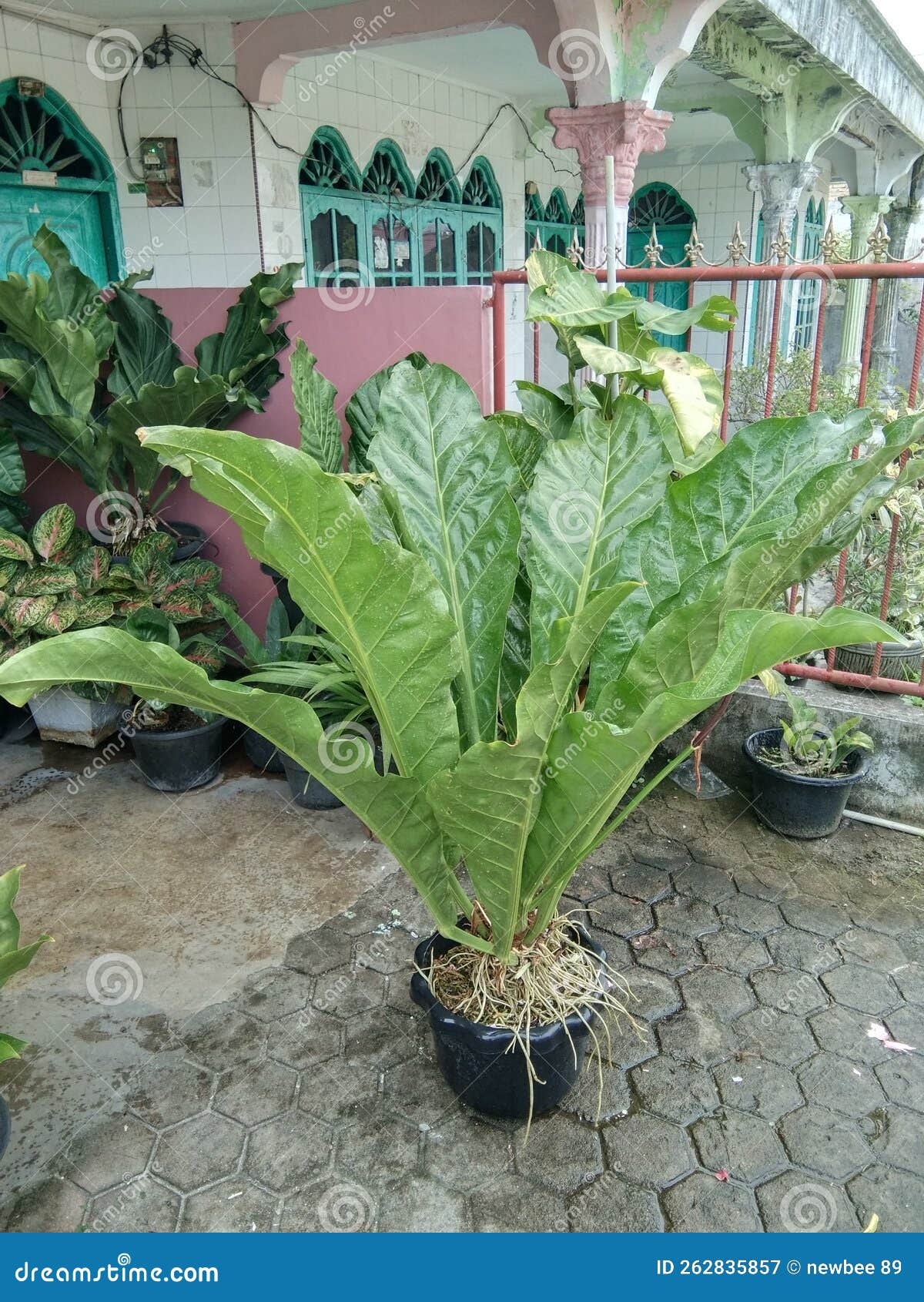 Anthurium Plants Collection Stock Image - Image of food, backyard ...