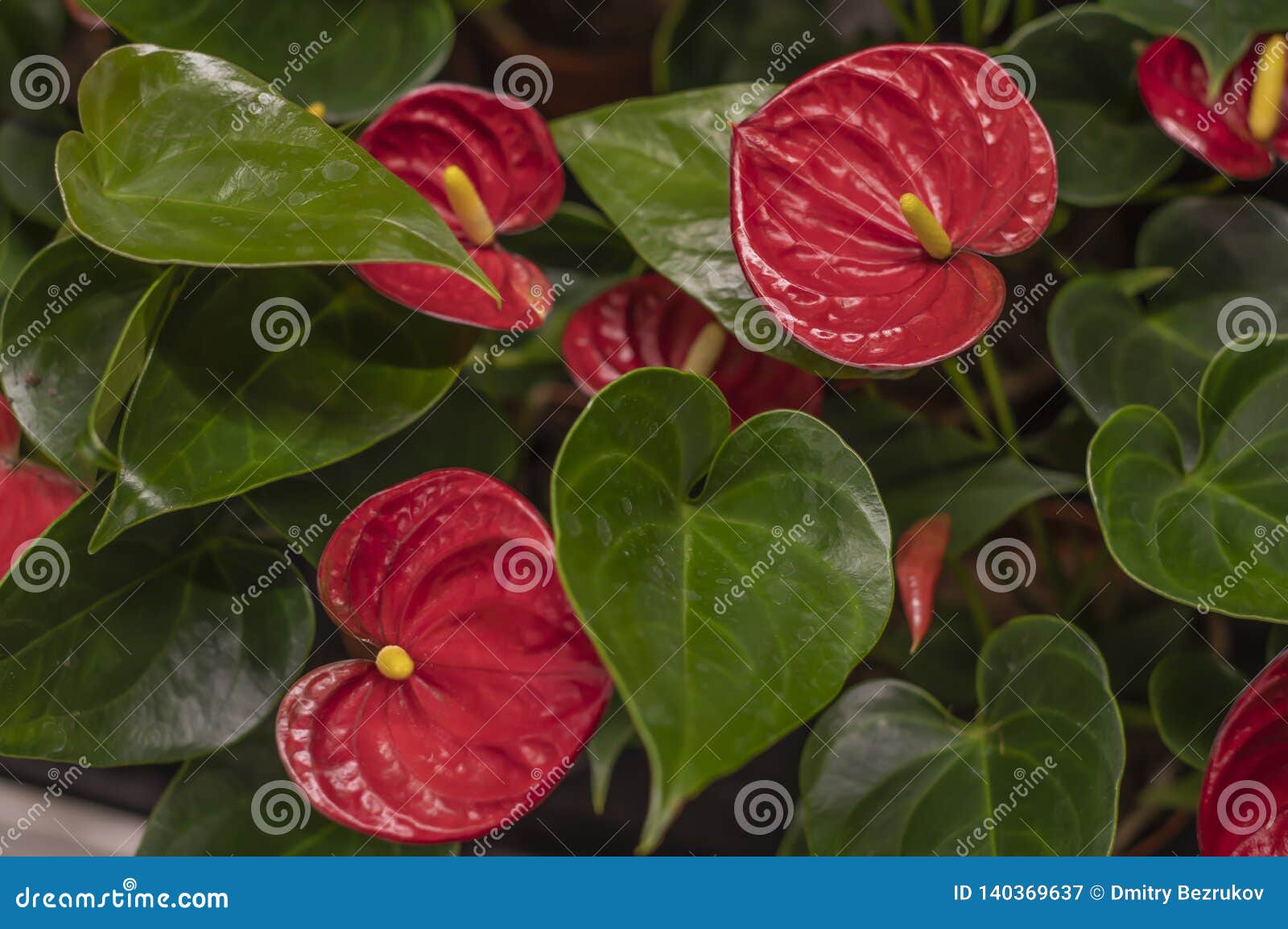 Anthurium Red Flamingo Flowers Stock Image - Image of beauty, floral ...