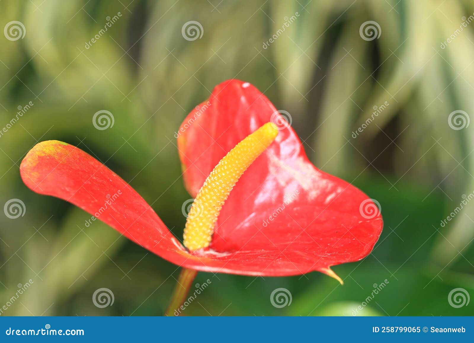 The Anthurium is a Red Heart Shaped Flower at Nature Stock Image ...