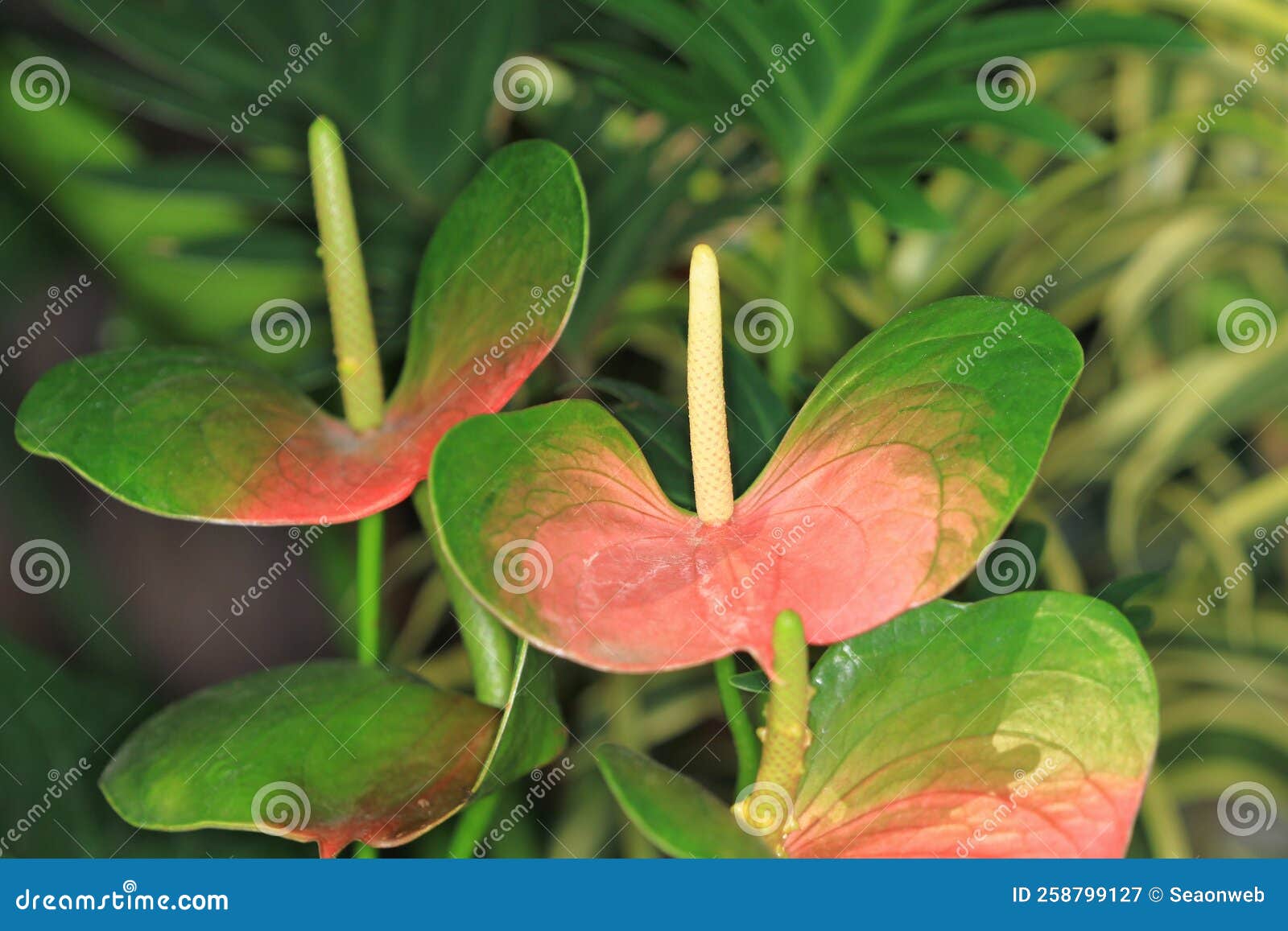 The Anthurium is a Red Heart Shaped Flower at Nature Stock Image ...