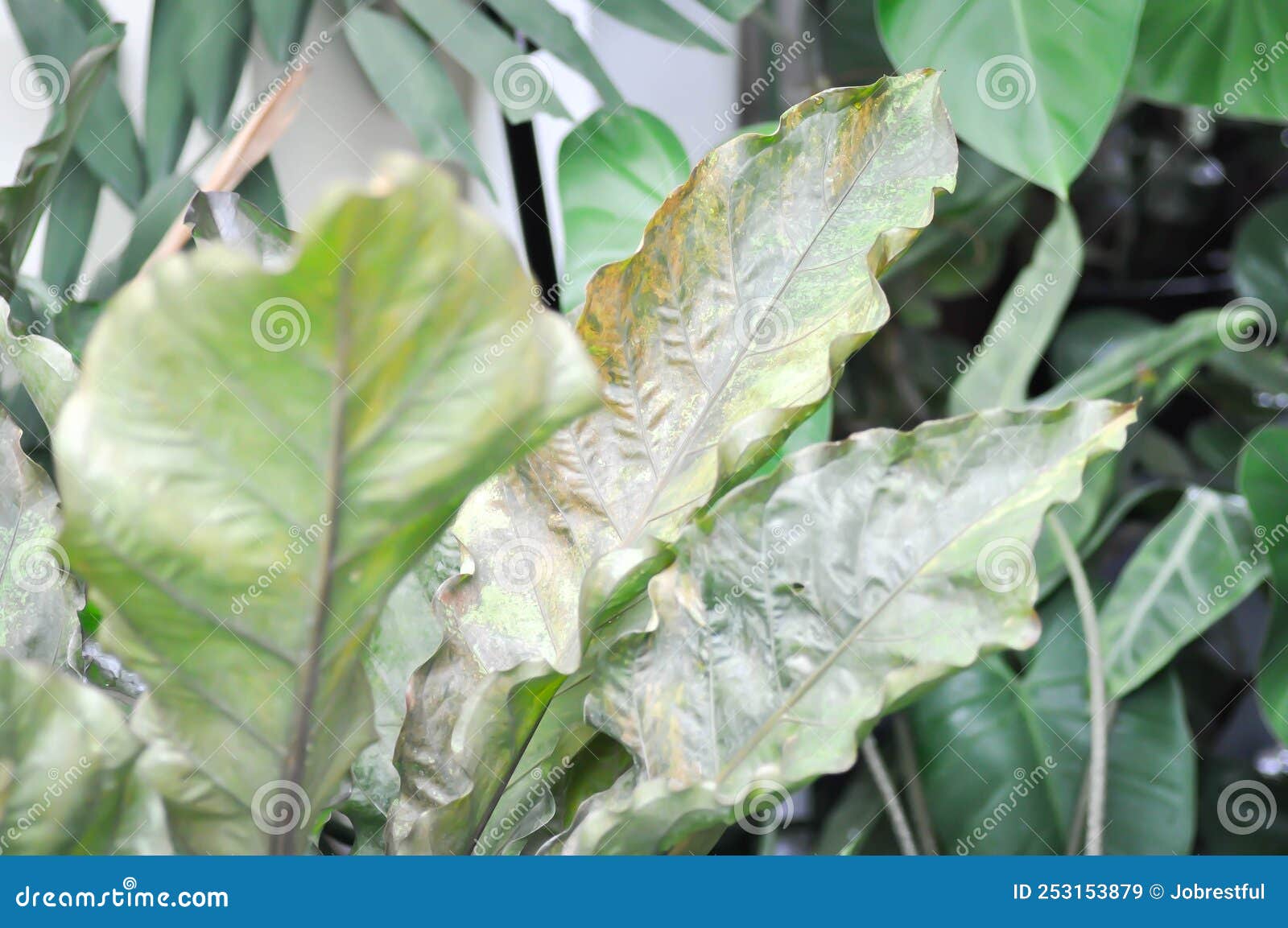 Anthurium Renaissance, Anthurium or Bicolor Anthurium Stock Image ...