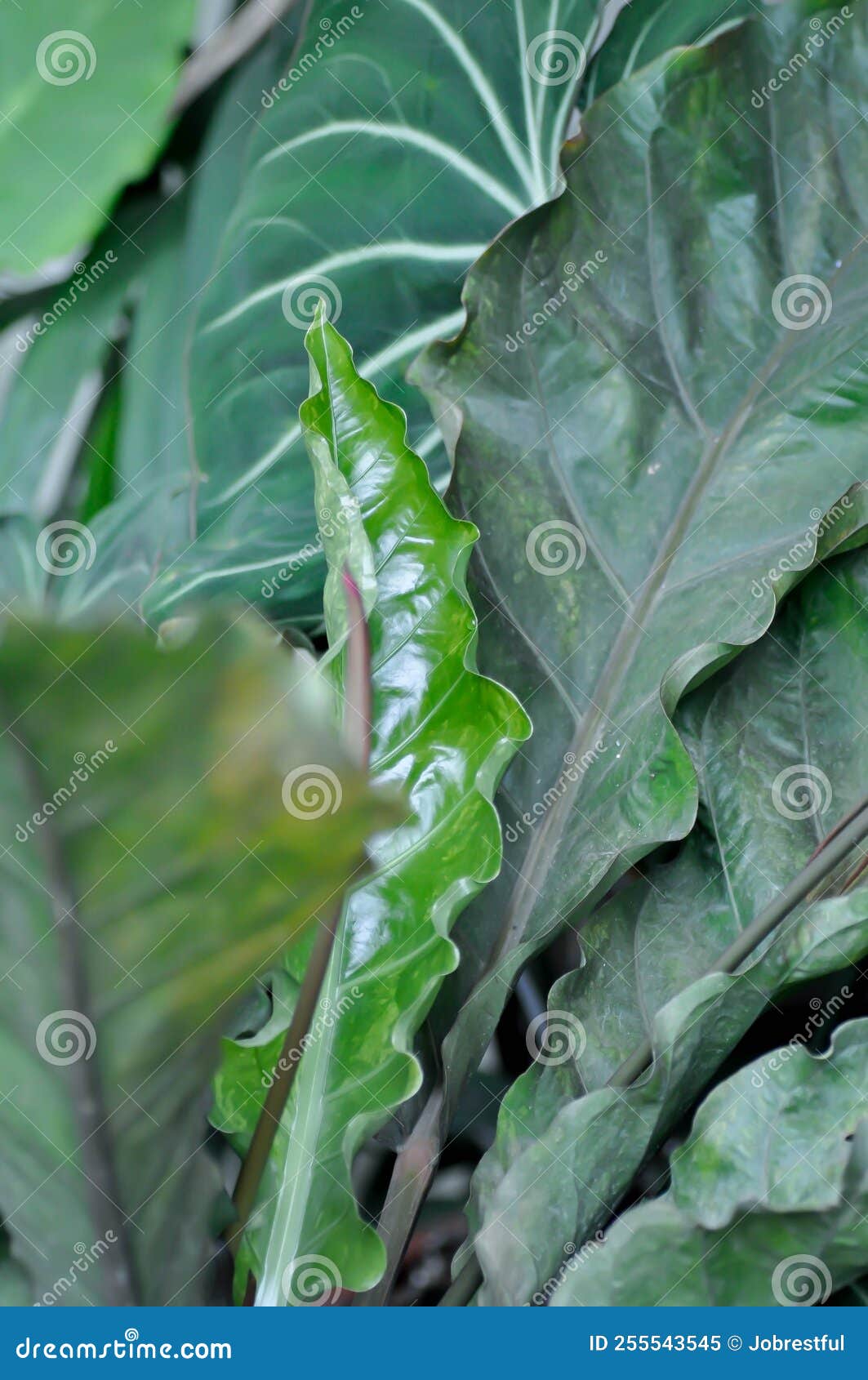 Anthurium Renaissance or Anthurium Renaissance Leaf ,leaves Stock Image ...