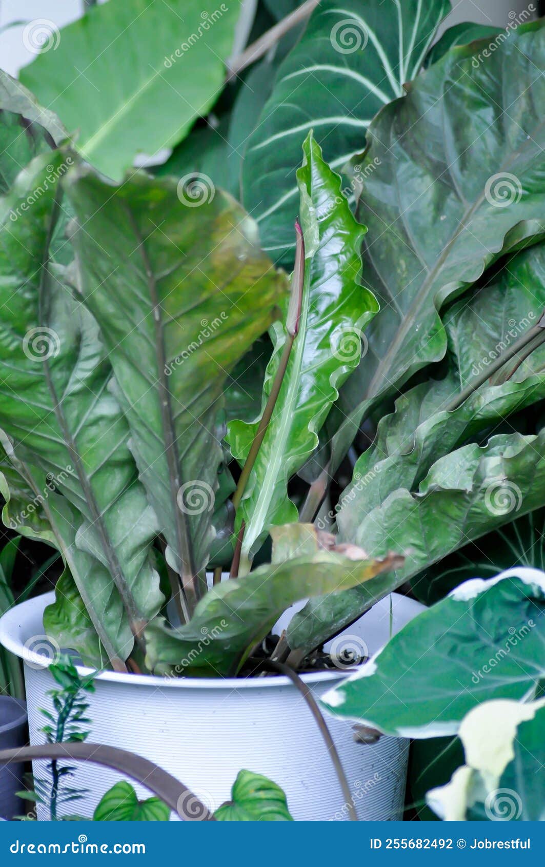Anthurium Renaissance or Anthurium Renaissance Leaf ,leaves Stock Photo ...