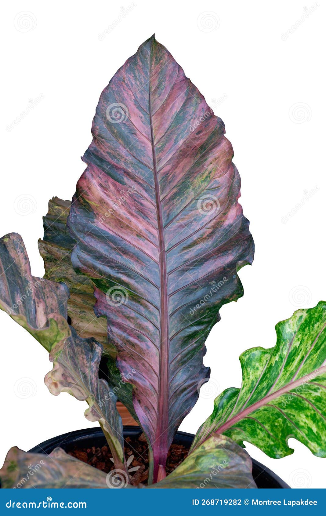 Anthurium Renaissance Leaves Isolated on White Background Stock Photo ...