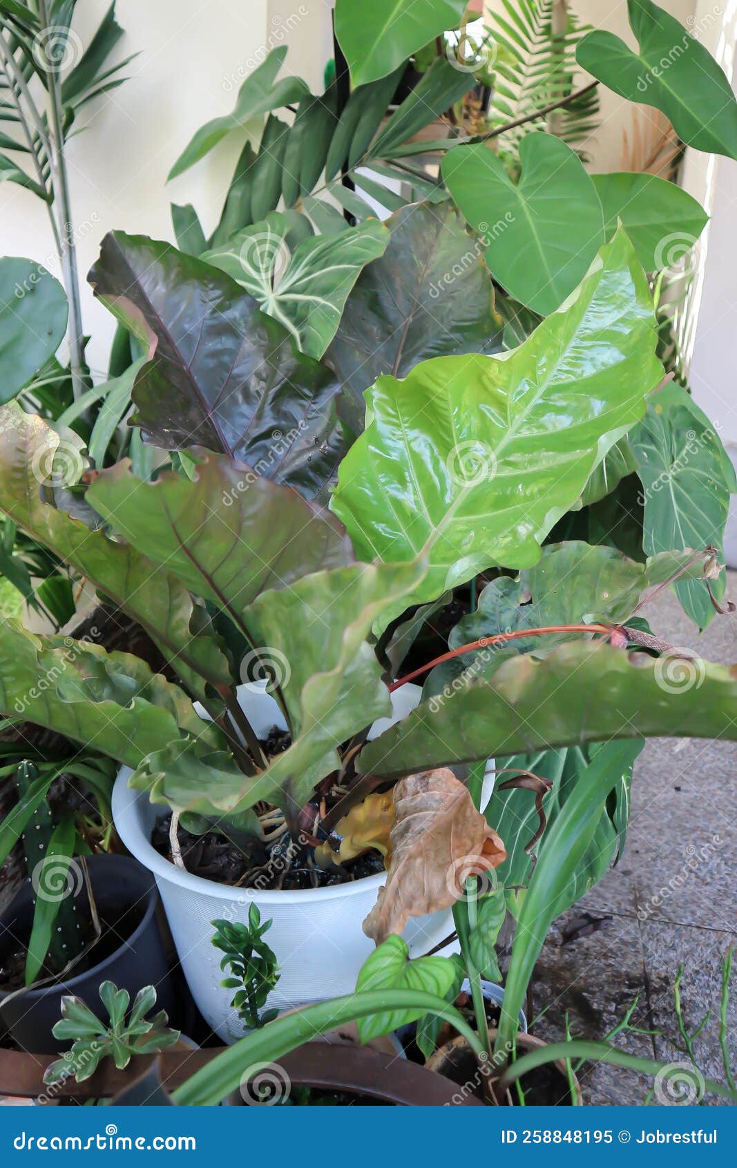 Anthurium Renaissance or Anthurium Plant , Bicolor Plant Stock Image ...