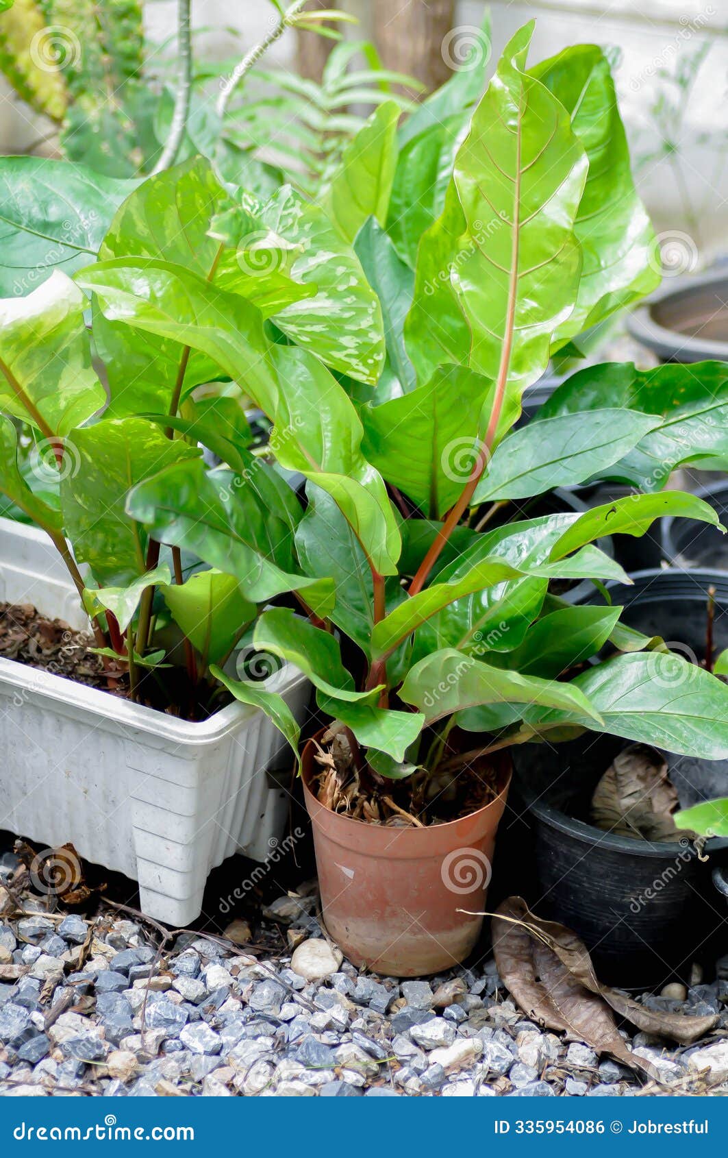 Anthurium Renaissance or Anthurium Renaissance Plant Stock Photo ...