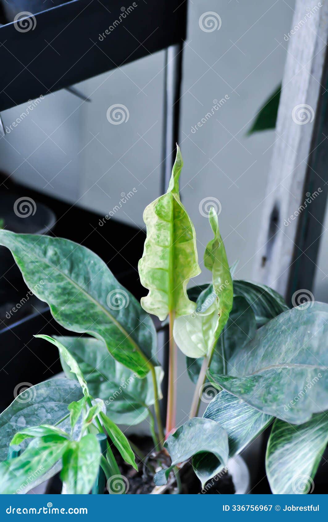 Anthurium Renaissance or Anthurium Renaissance Plant Stock Image ...