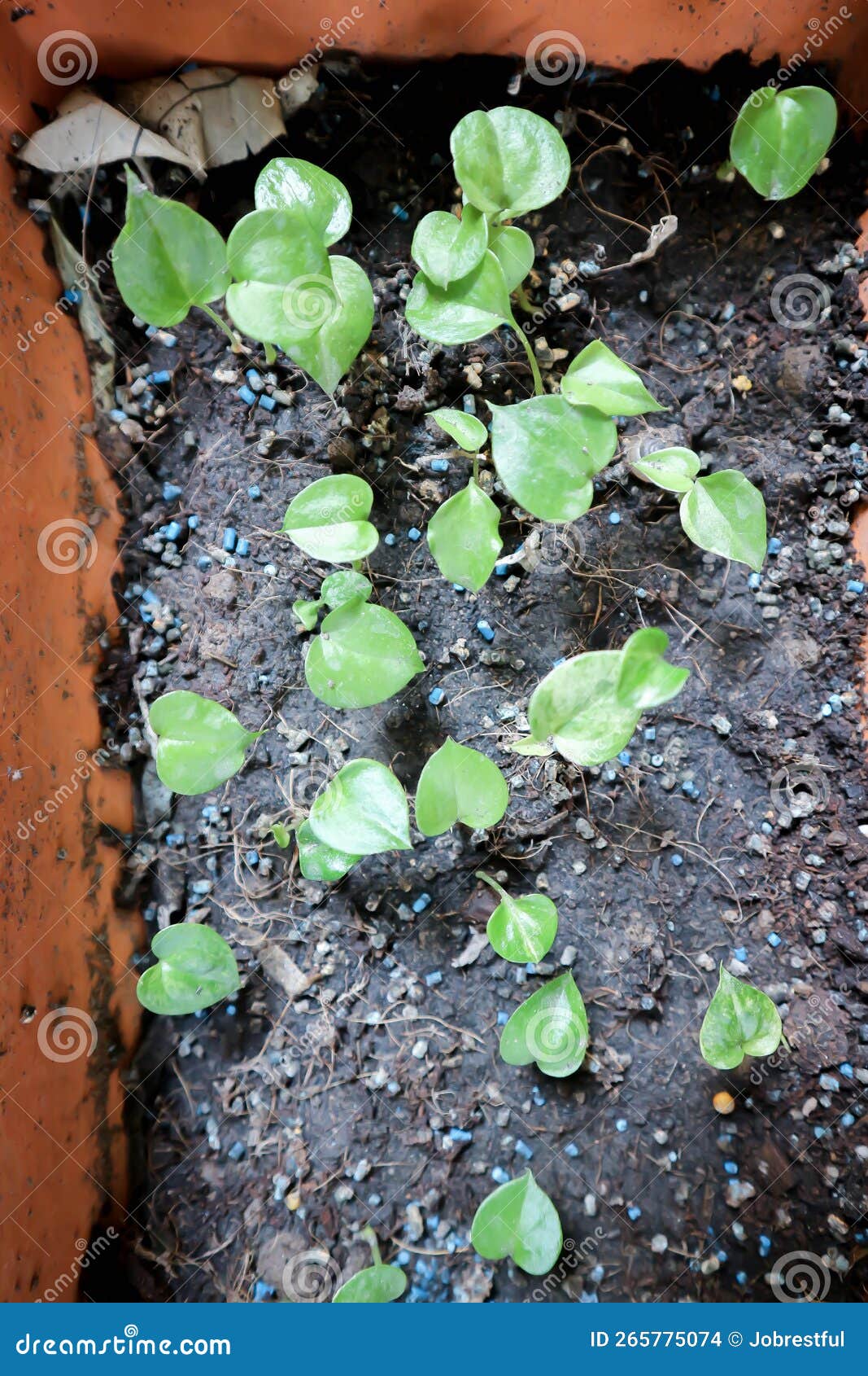 Anthurium Renaissance or Anthurium Renaissance Plant ,small Anthurium ...