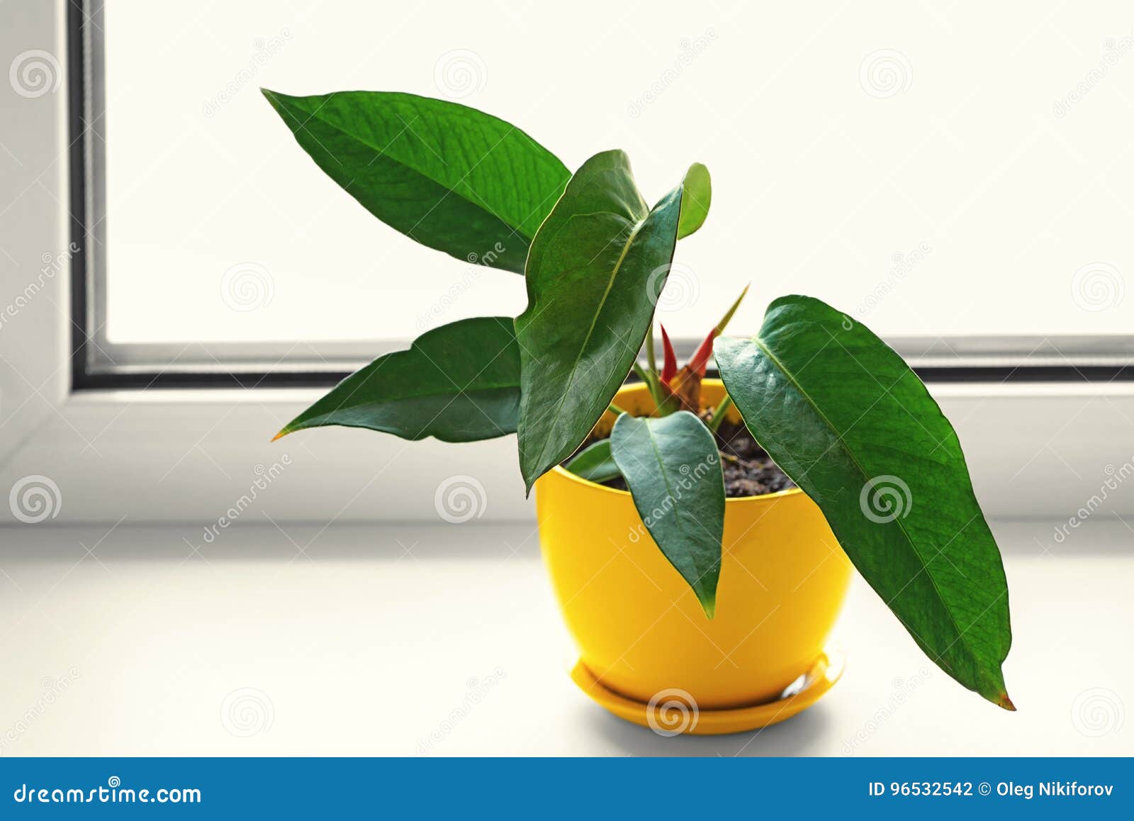 Anthurium in yellow pot stock photo. Image of flowerpot - 96532542