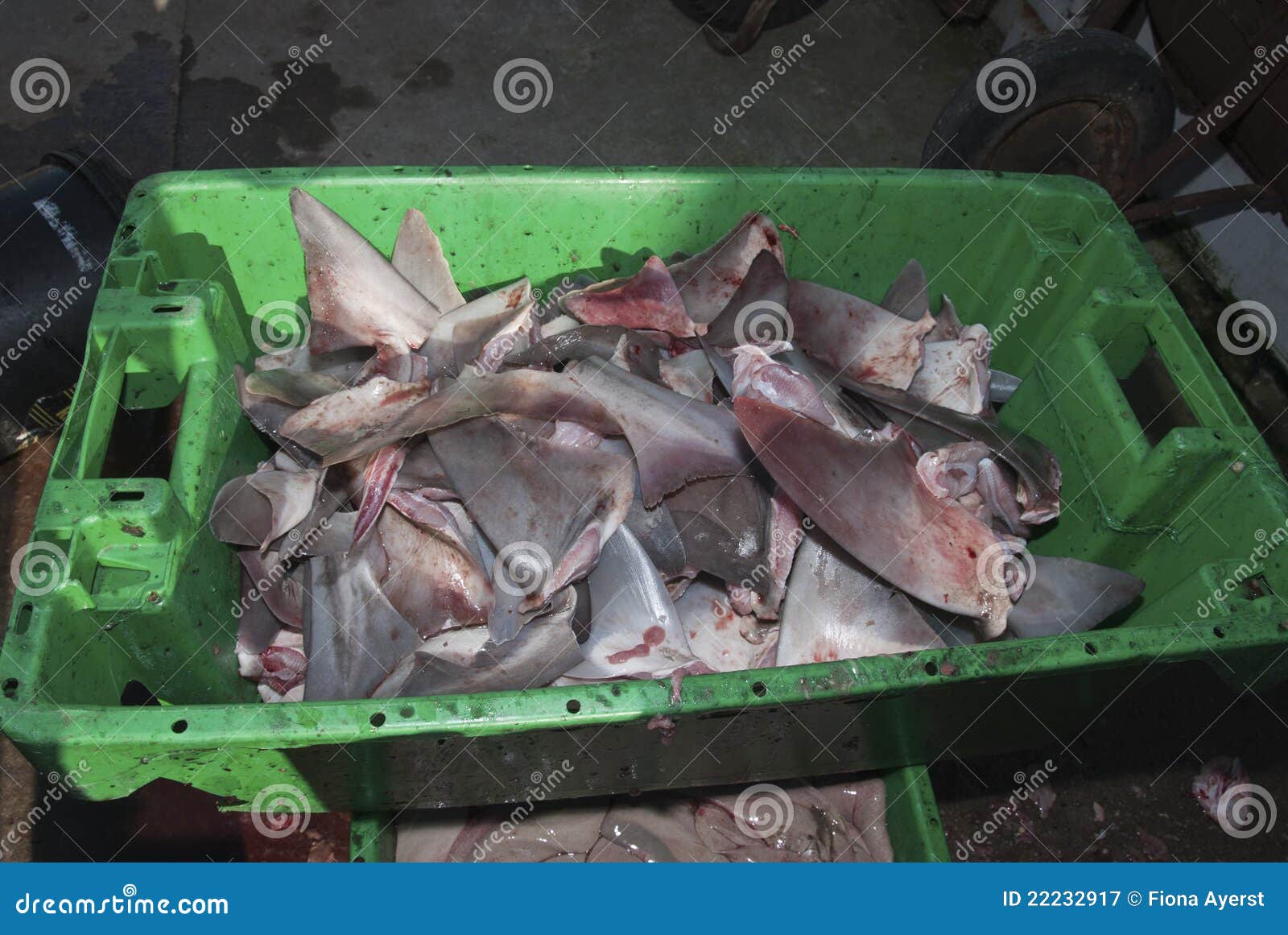 Shark Finning Process
