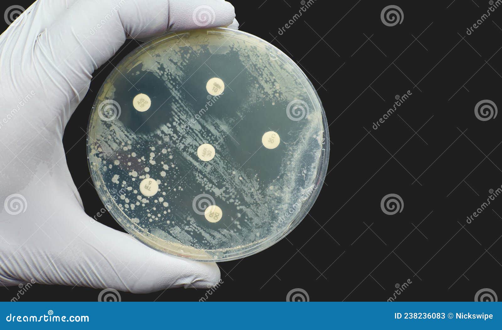 Antibiogram Kirby Bauer Antimicrobial Susceptibility Diffusion Test ...