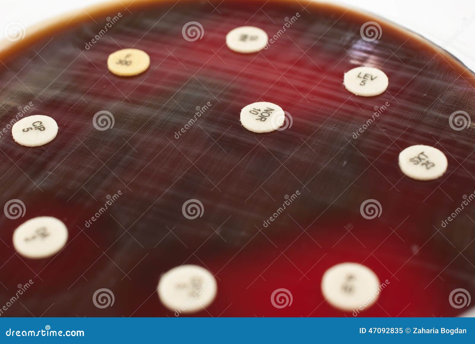 Antibiogram Showing Sensibility To Streptococcus Bacteria on Petri Dish ...