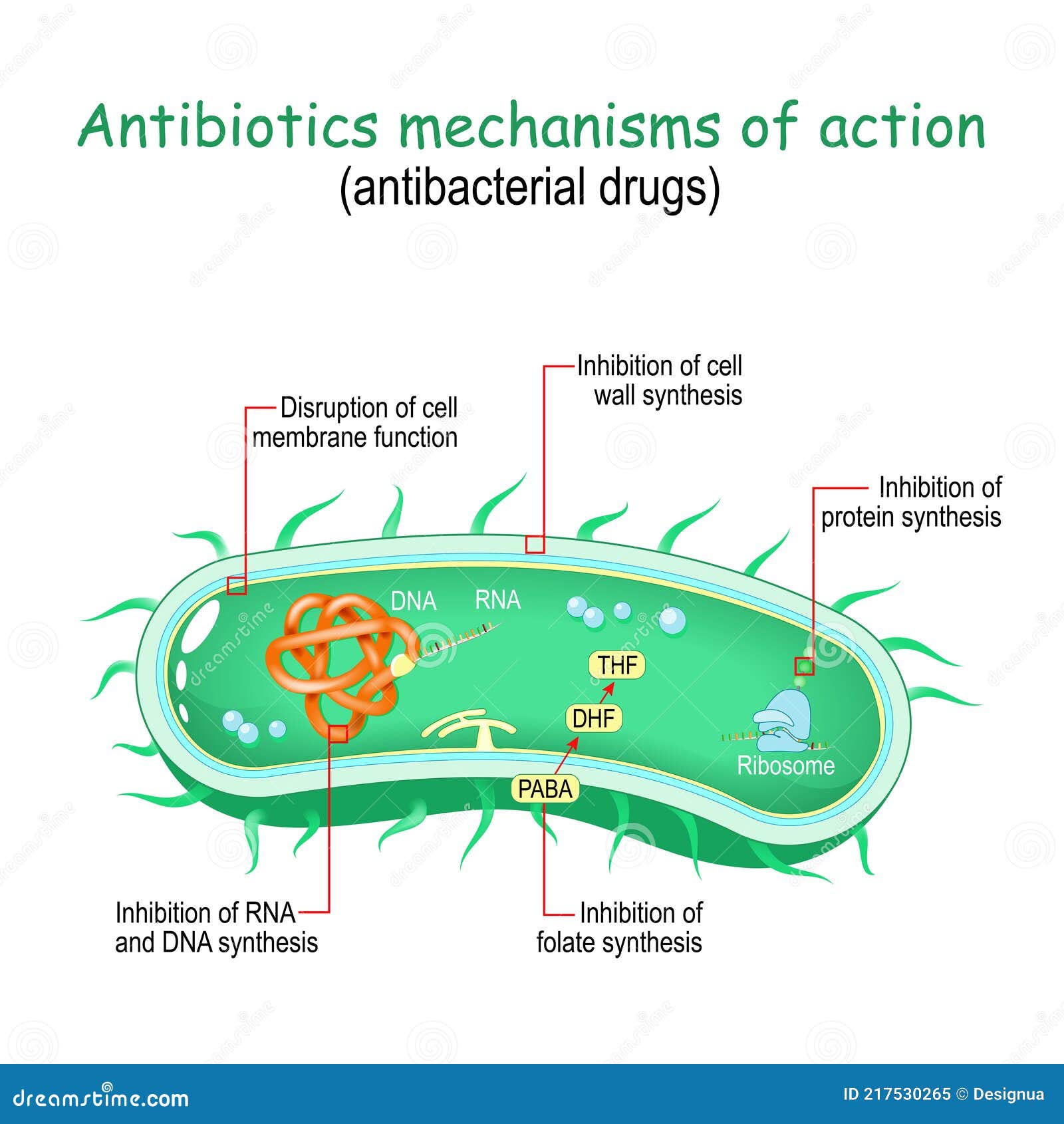 Antibiotics Mechanisms of Action. Antibacterial Drugs Stock Vector ... Antibiotics Mechanisms of Action. Antibacterial Drugs Stock Vector ...