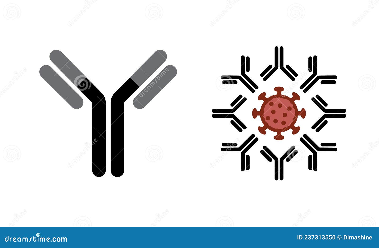 Antibody, Immune System, Molecule Cell, Virus Vector Isolated ...