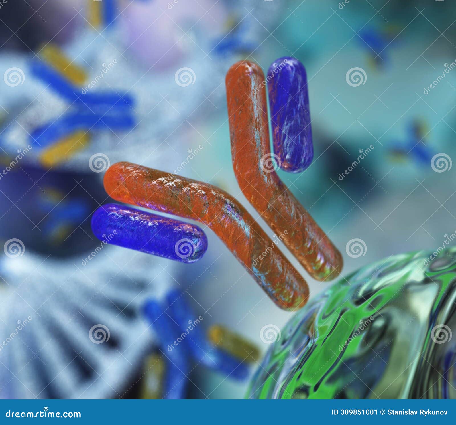 Antibody, Immunoglobulins, 3d Rendering Stock Illustration ... Antibody, Immunoglobulins, 3d Rendering Stock Illustration ...