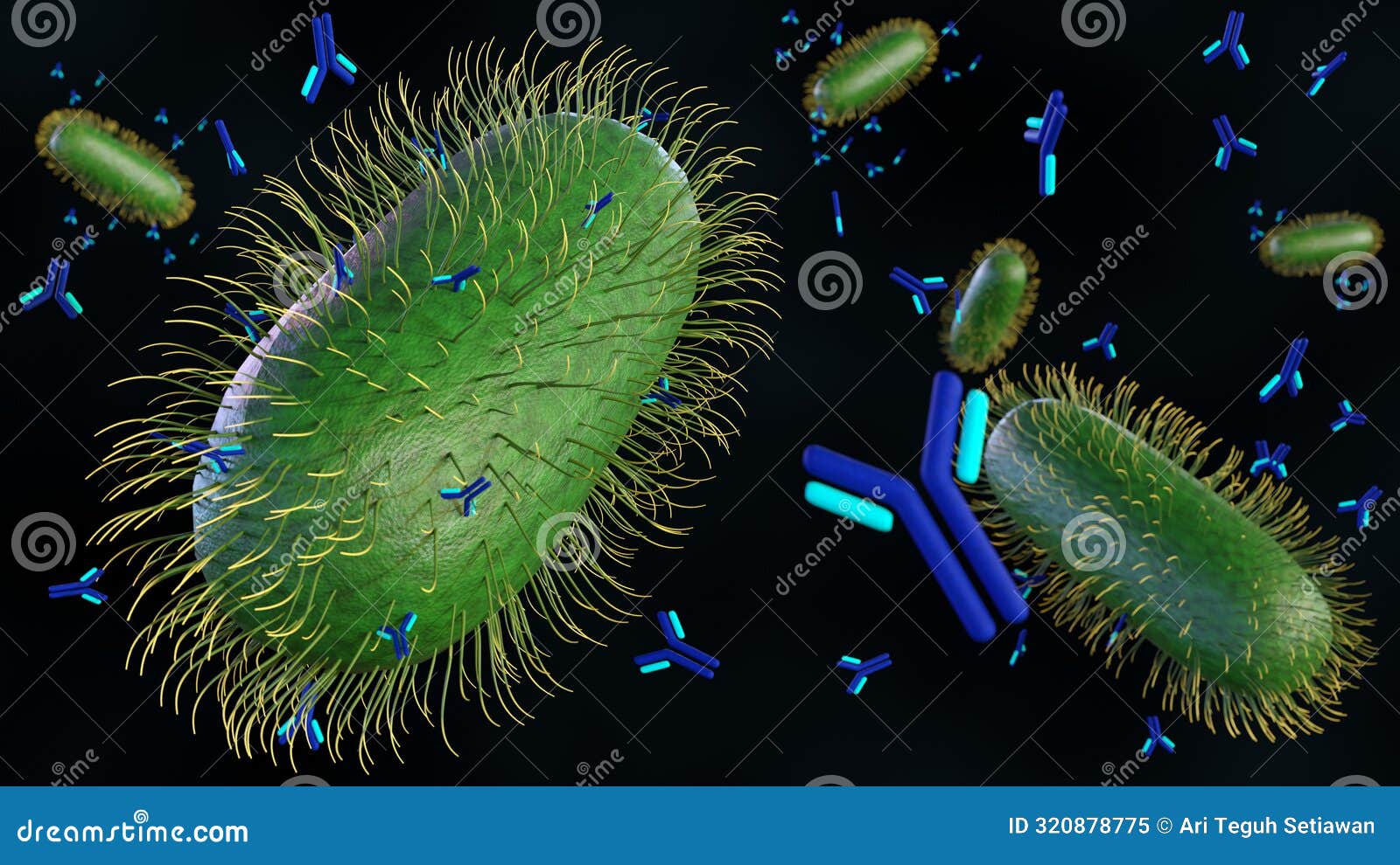 Antibody Molecules Produced by B Cells Bind on Bacteria Stock ...