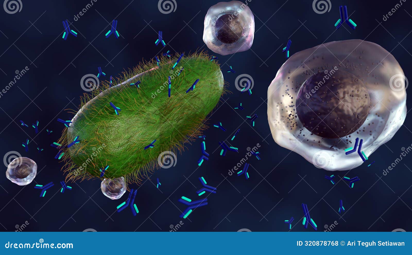 Antibody Molecules Produced by B Cells Bind on Bacteria Stock ...