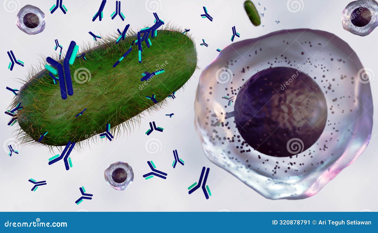 Antibody Molecules Produced by B Cells Bind on Bacteria Stock ...