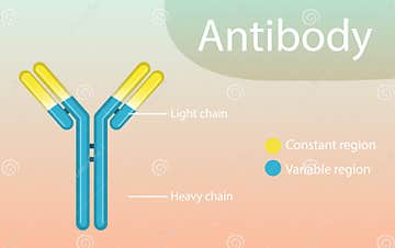 Antibody Structure Diagram for Education Stock Vector - Illustration of ...