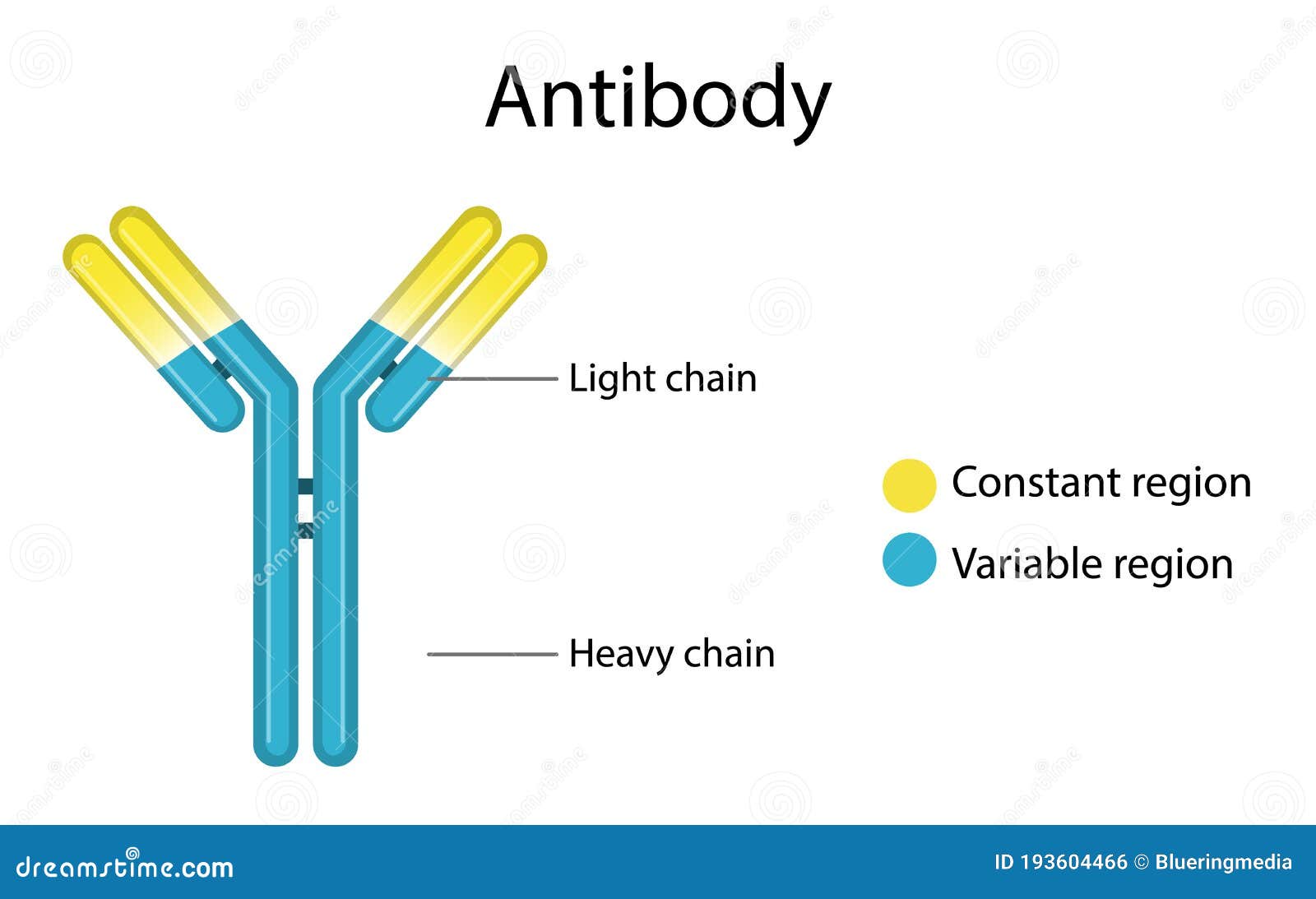 Antibody Structure Diagram on White Background Stock Vector ...
