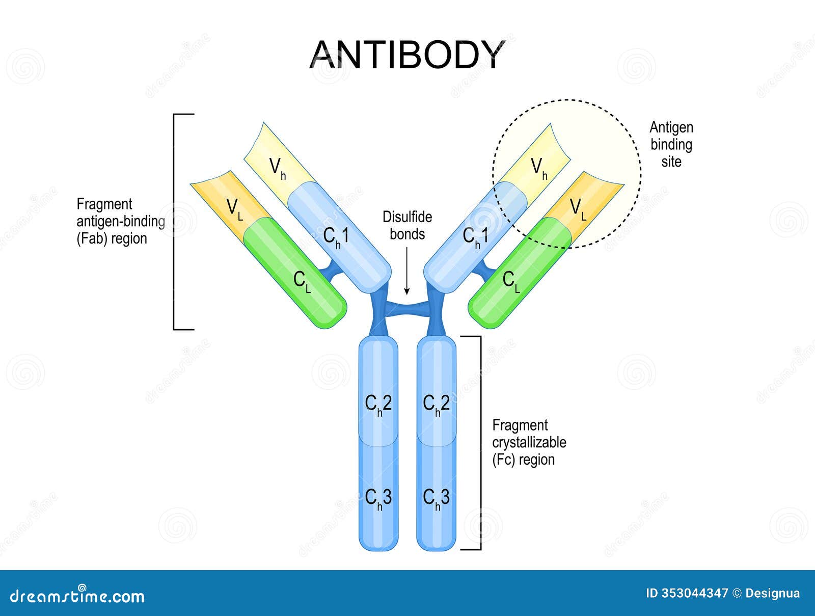 Antibody Structure. Immunoglobulin Anatomy Cartoon Vector ...