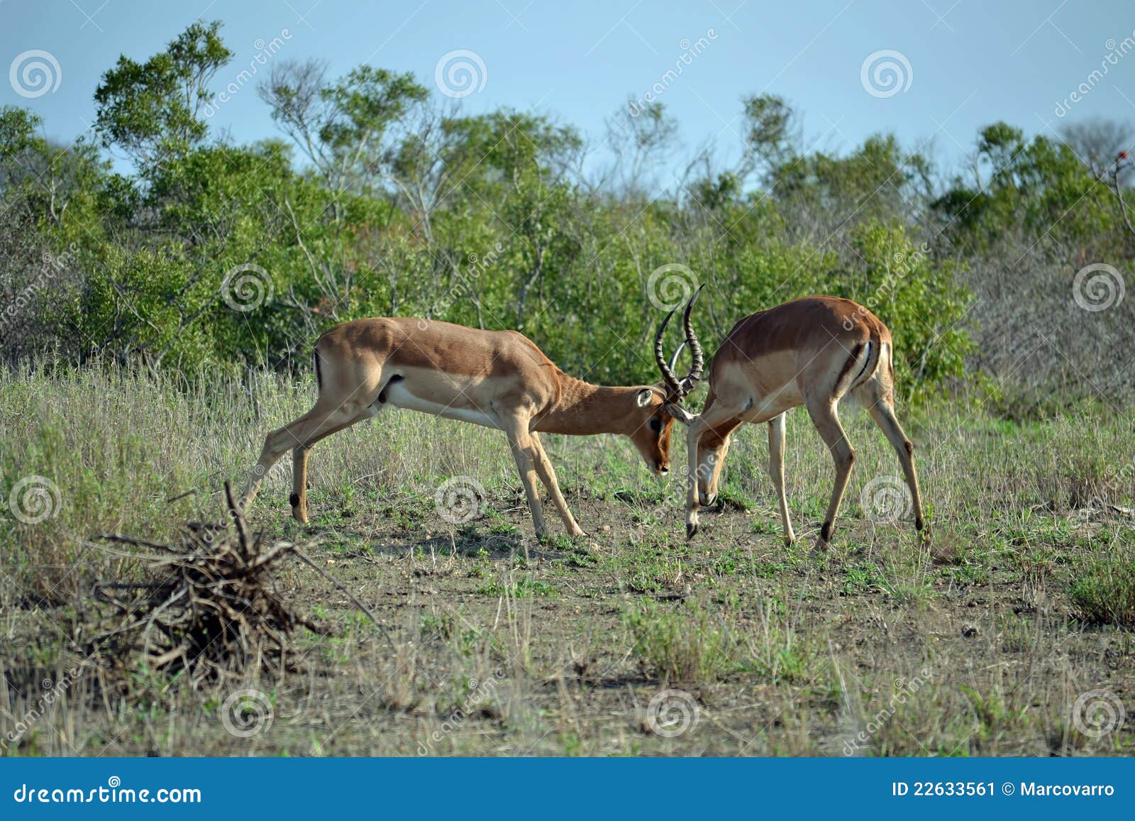 Antidorcas stock image. Image of african, aggression - 22633561