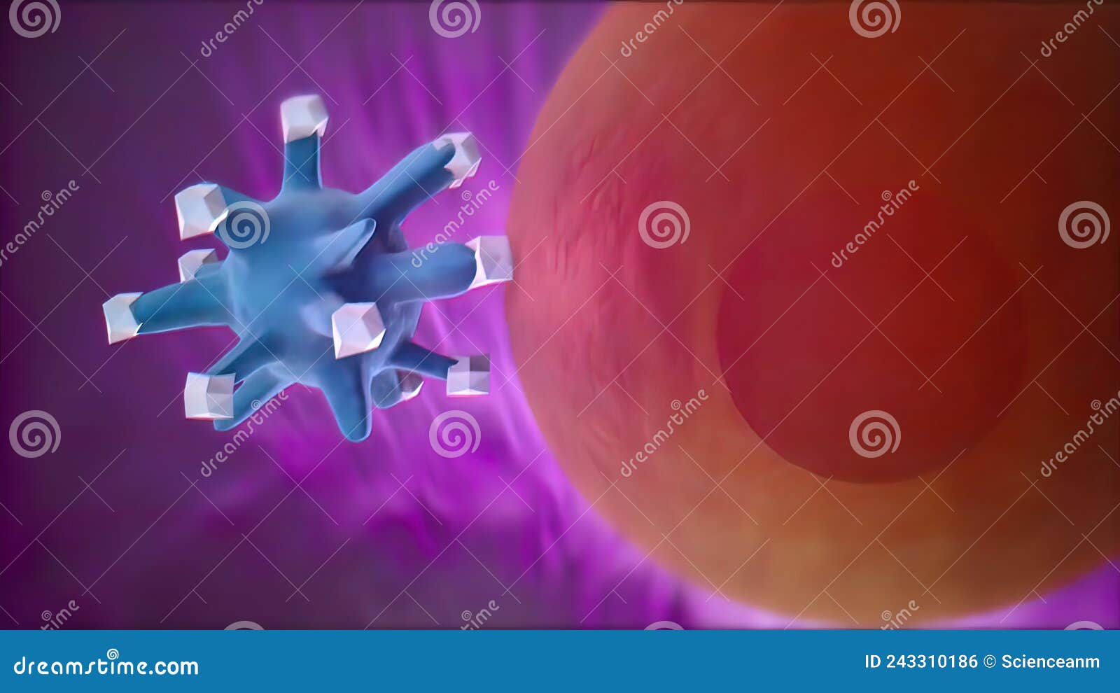 Antigen Presenting Cell 3d Anatomy Stock Illustration - Illustration of ...