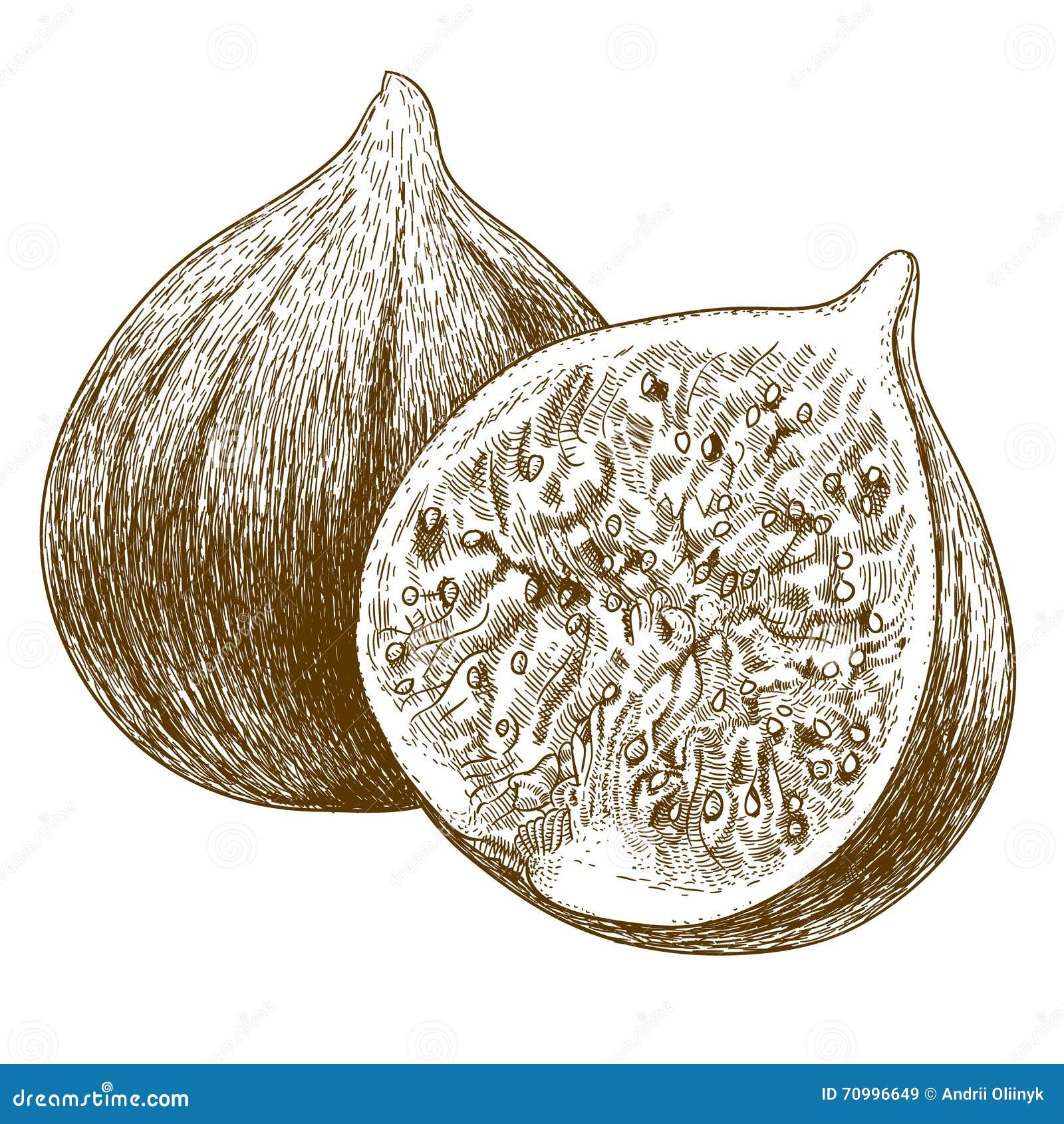 Antike Illustration Des Stiches Von Zwei Feigen Vektor Abbildung ...